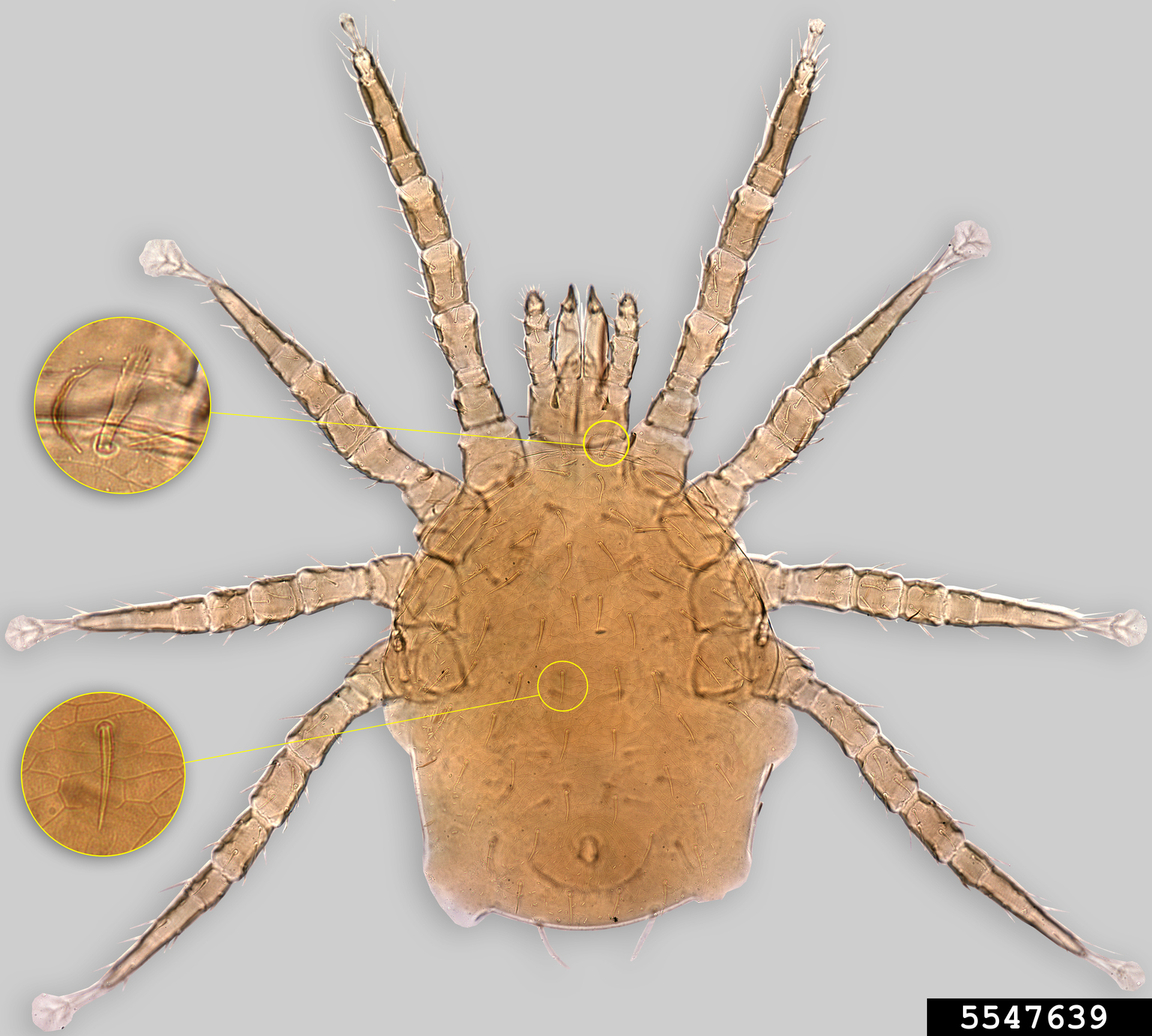 mite, Neocypholaelaps spp. (Acari: Ameroseiidae) - 5547639