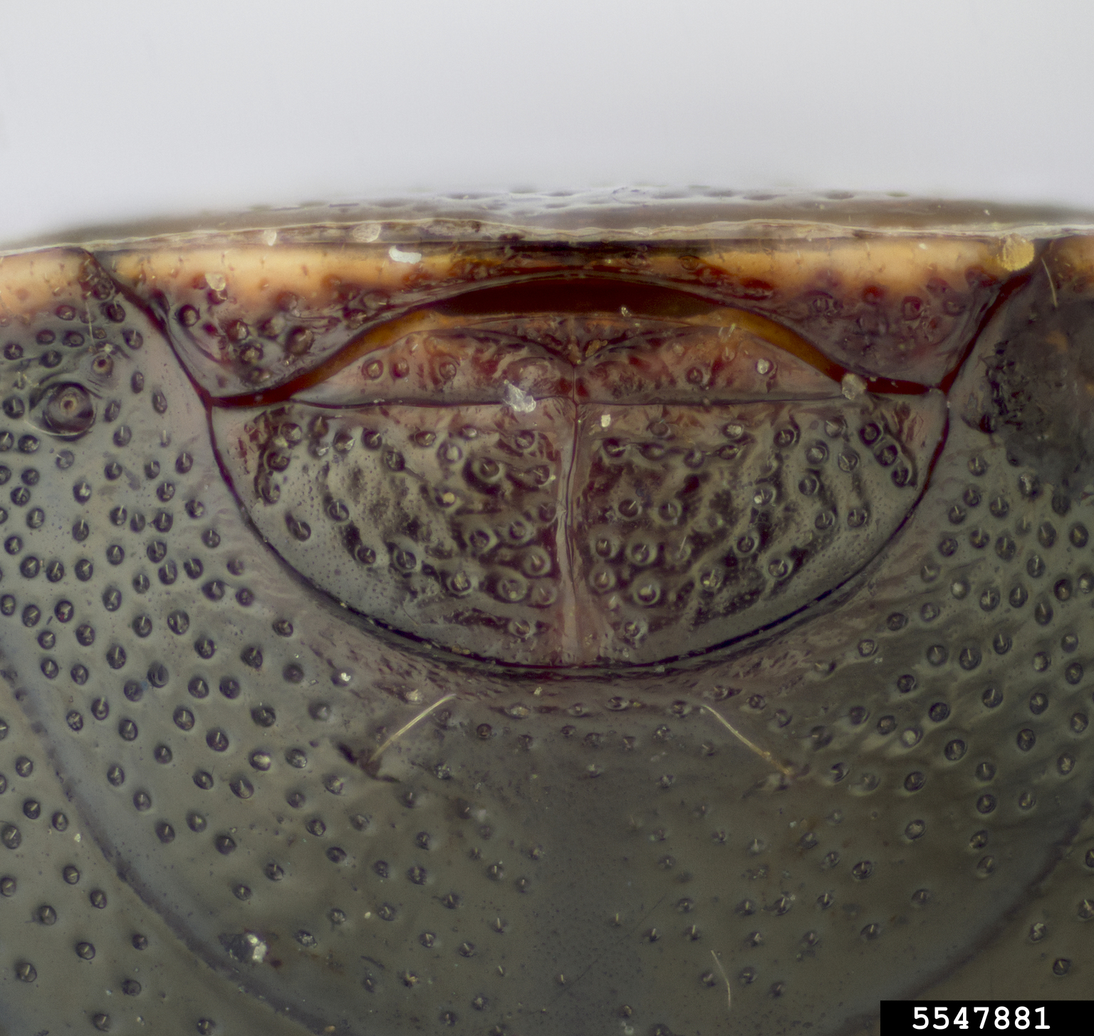 black bug (Corimelaena pulicaria (Germar))