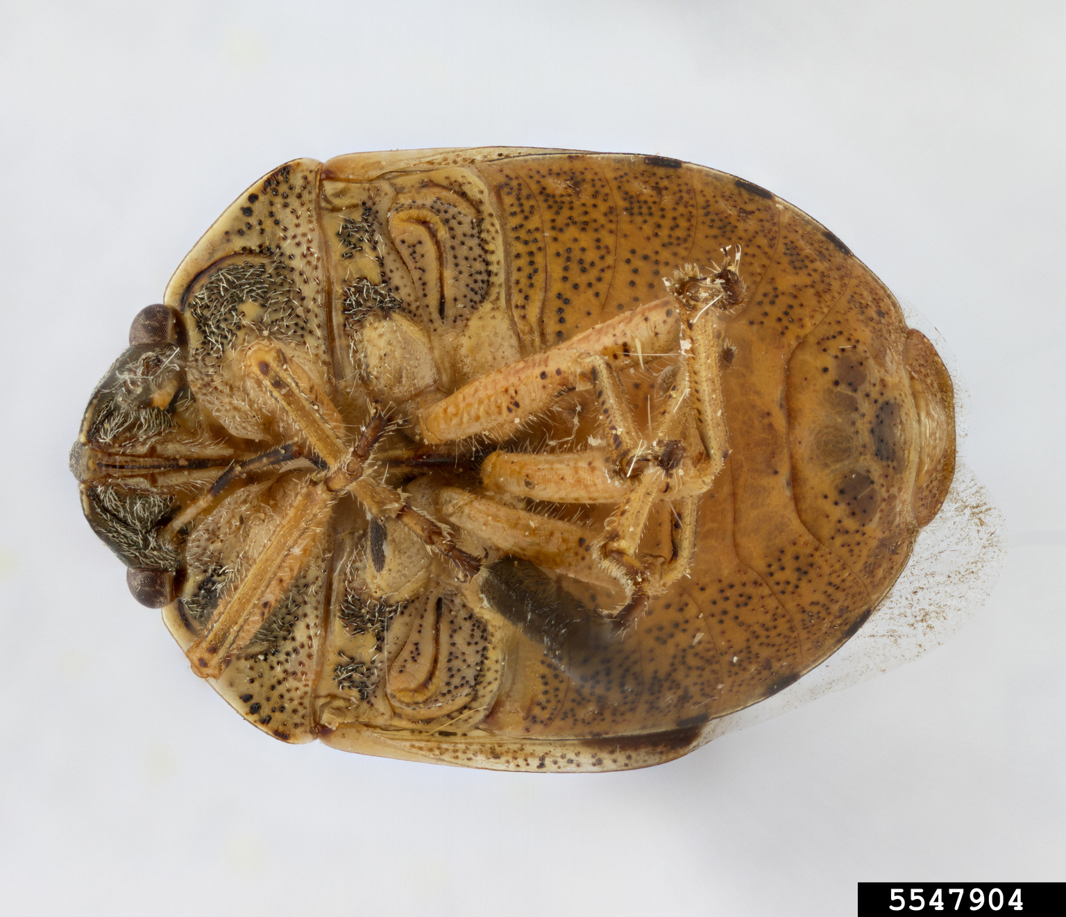 Shield bug, Homaemus aenifrons (Hemiptera: Scutelleridae) - 5547904