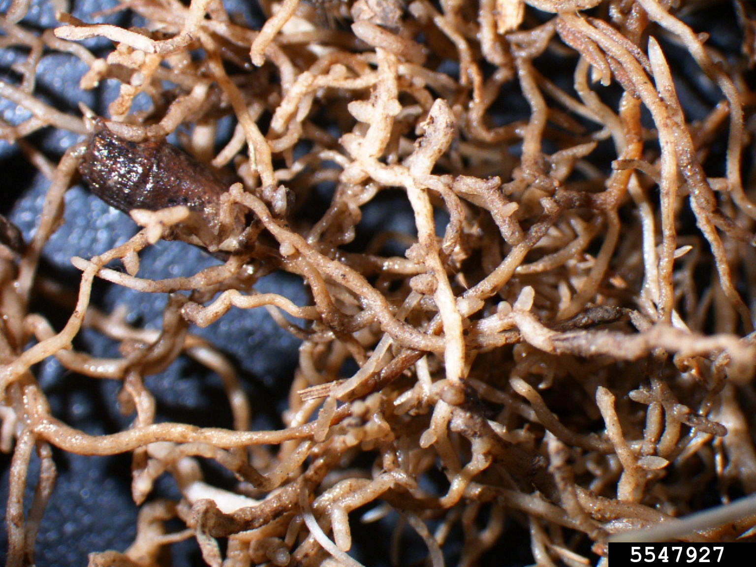 cereal cyst nematode (Heterodera avenae Wollenweber)