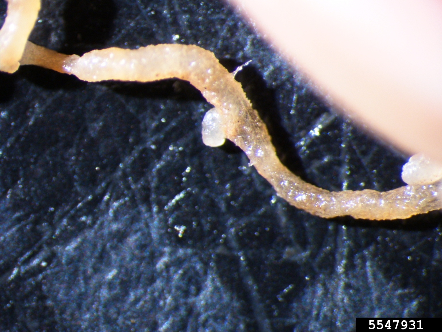 cereal cyst nematode (Heterodera avenae)