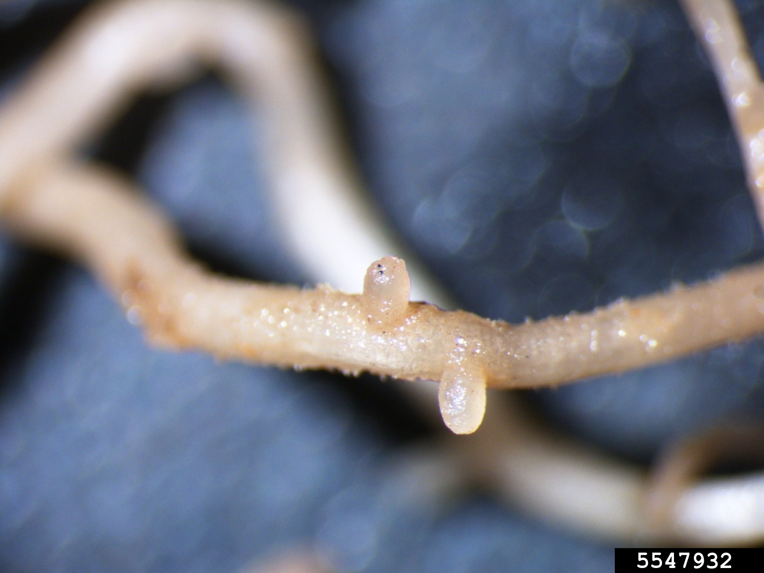 cereal cyst nematode (Heterodera avenae)