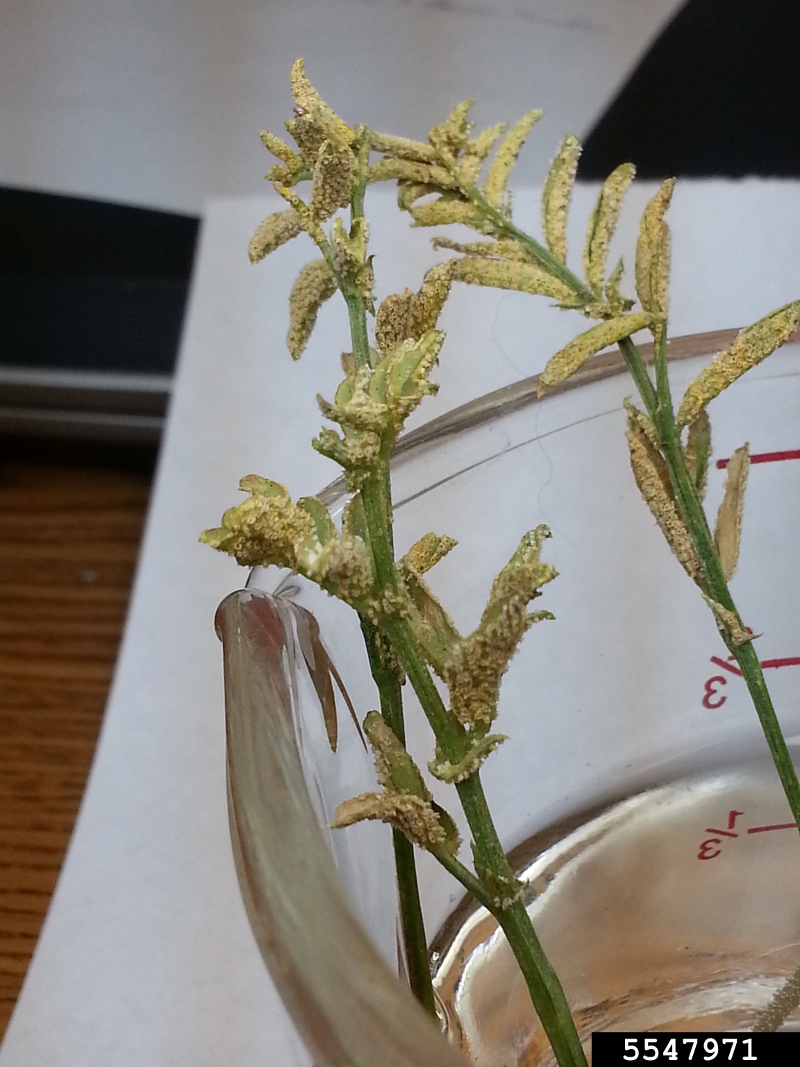 rust (Uromyces spp. ) on vetch (Vicia spp. ) - 5547971