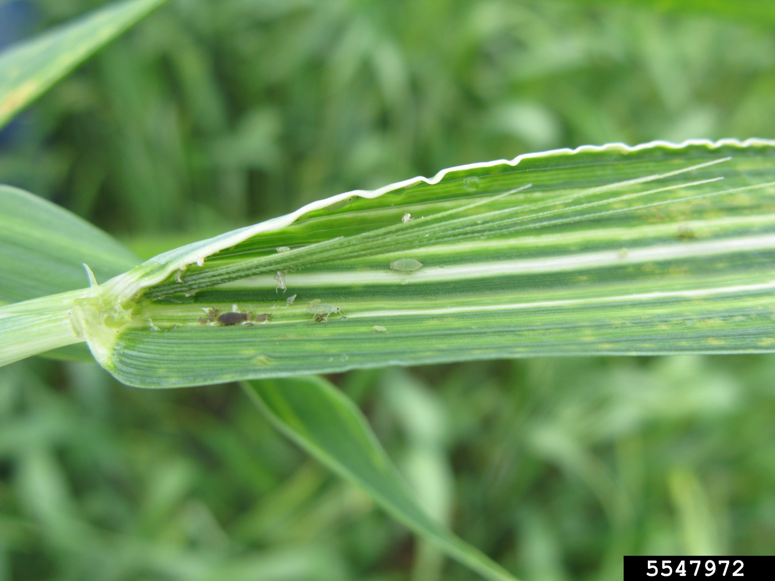 Russian wheat aphid (Diuraphis noxia)