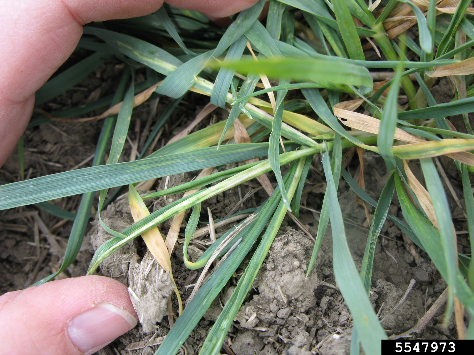 Russian wheat aphid (Diuraphis noxia)
