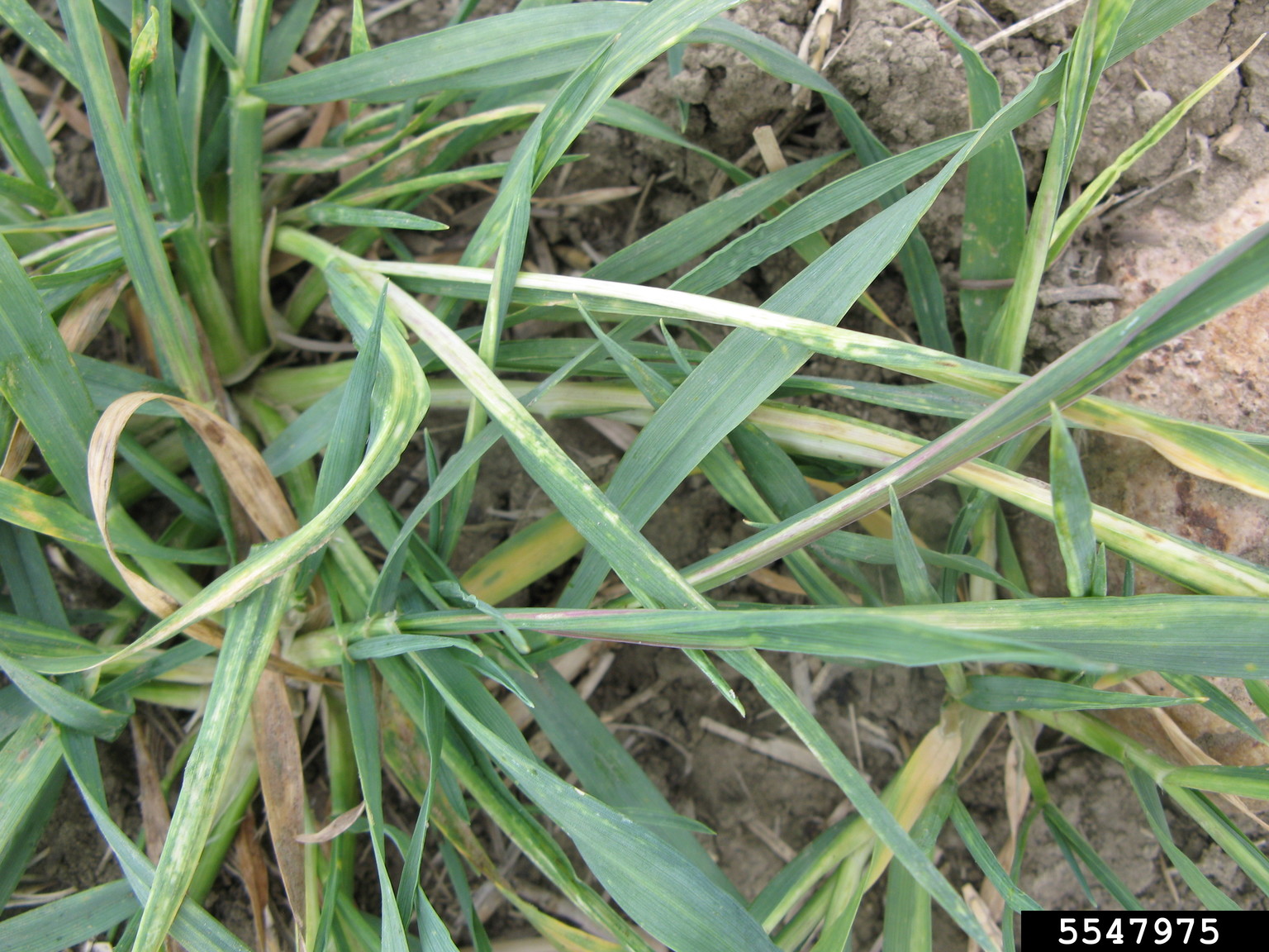 Russian wheat aphid (Diuraphis noxia (Kurdjumov, 1913))