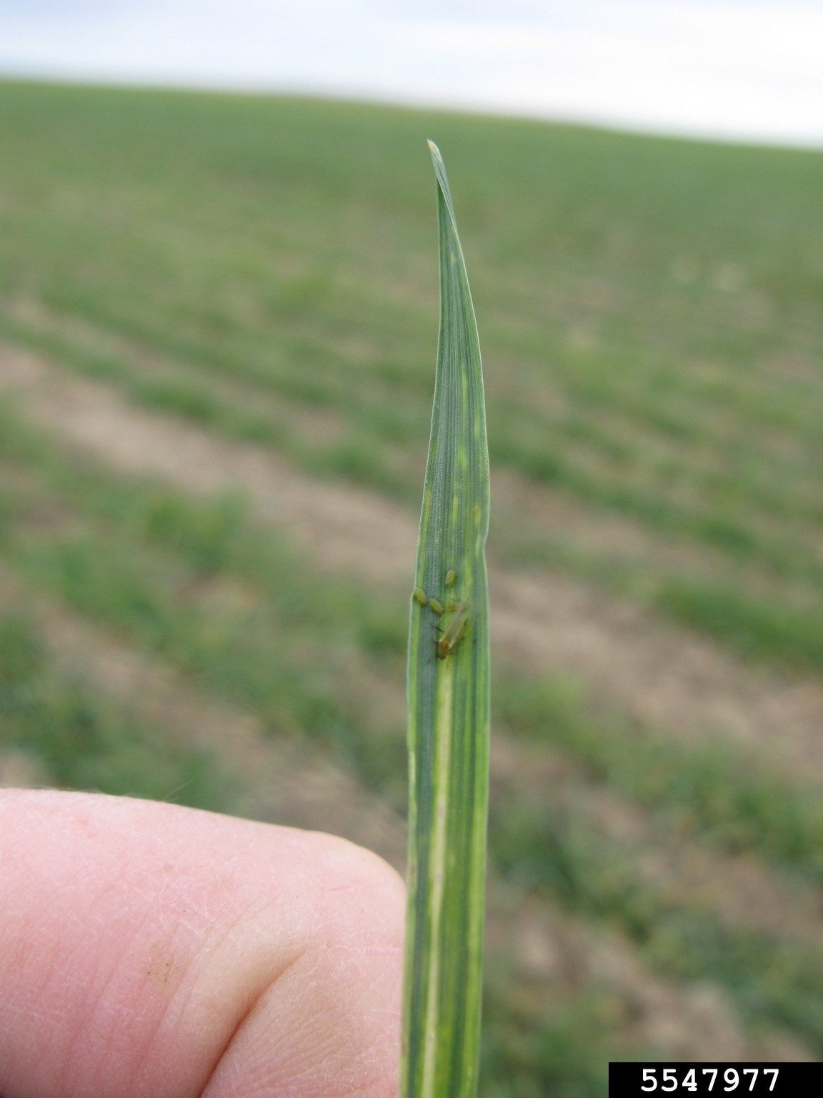 Russian wheat aphid (Diuraphis noxia)