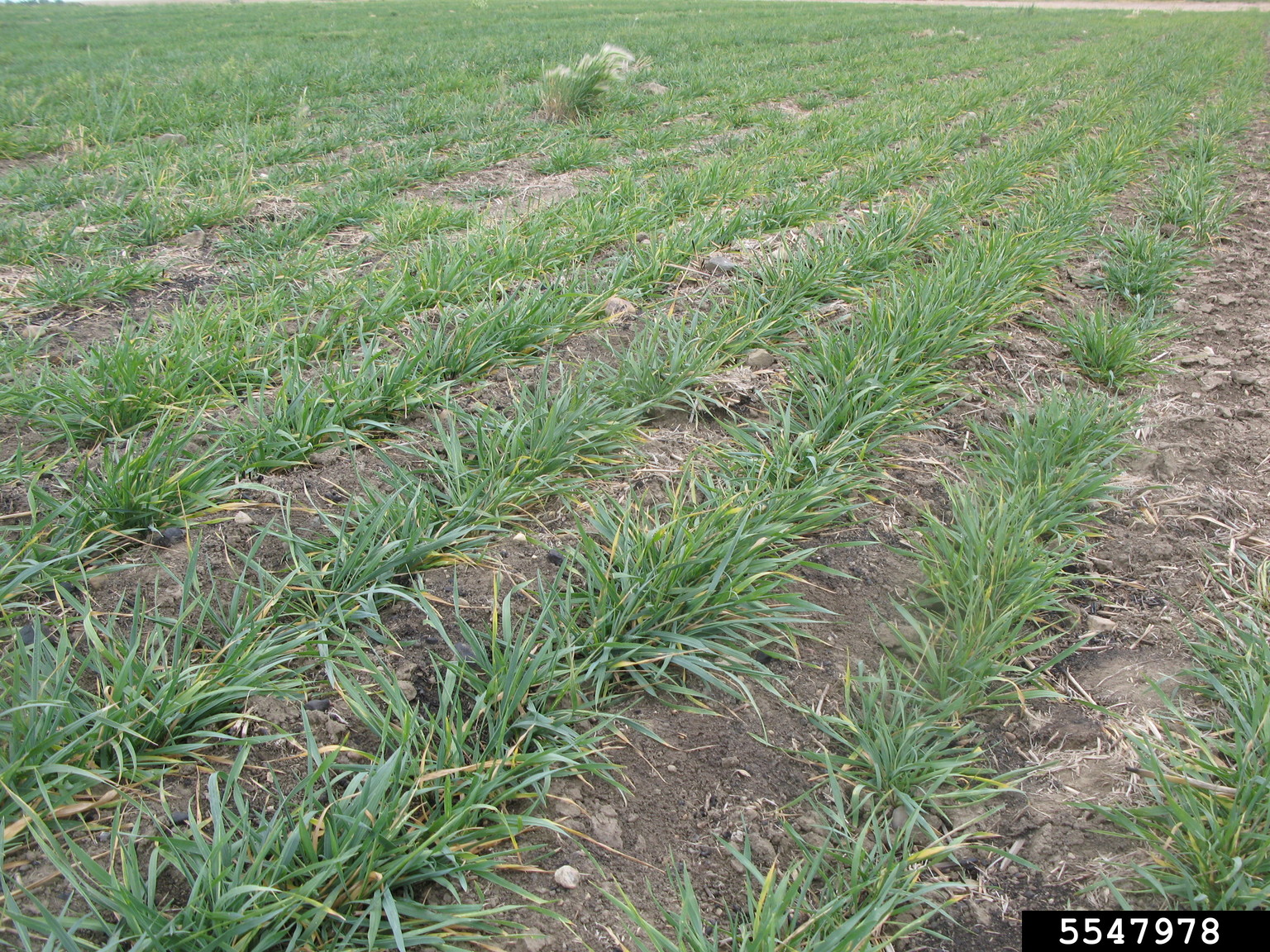Russian wheat aphid (Diuraphis noxia)