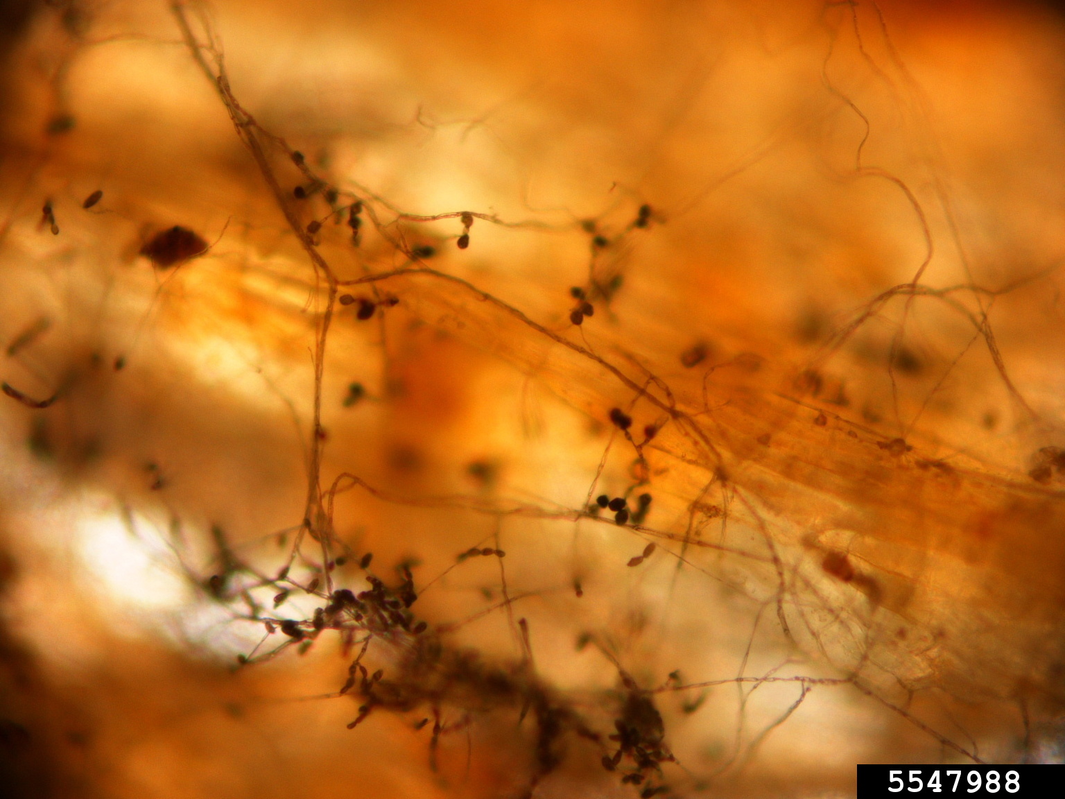 leaf spot (Genus Stemphylium)