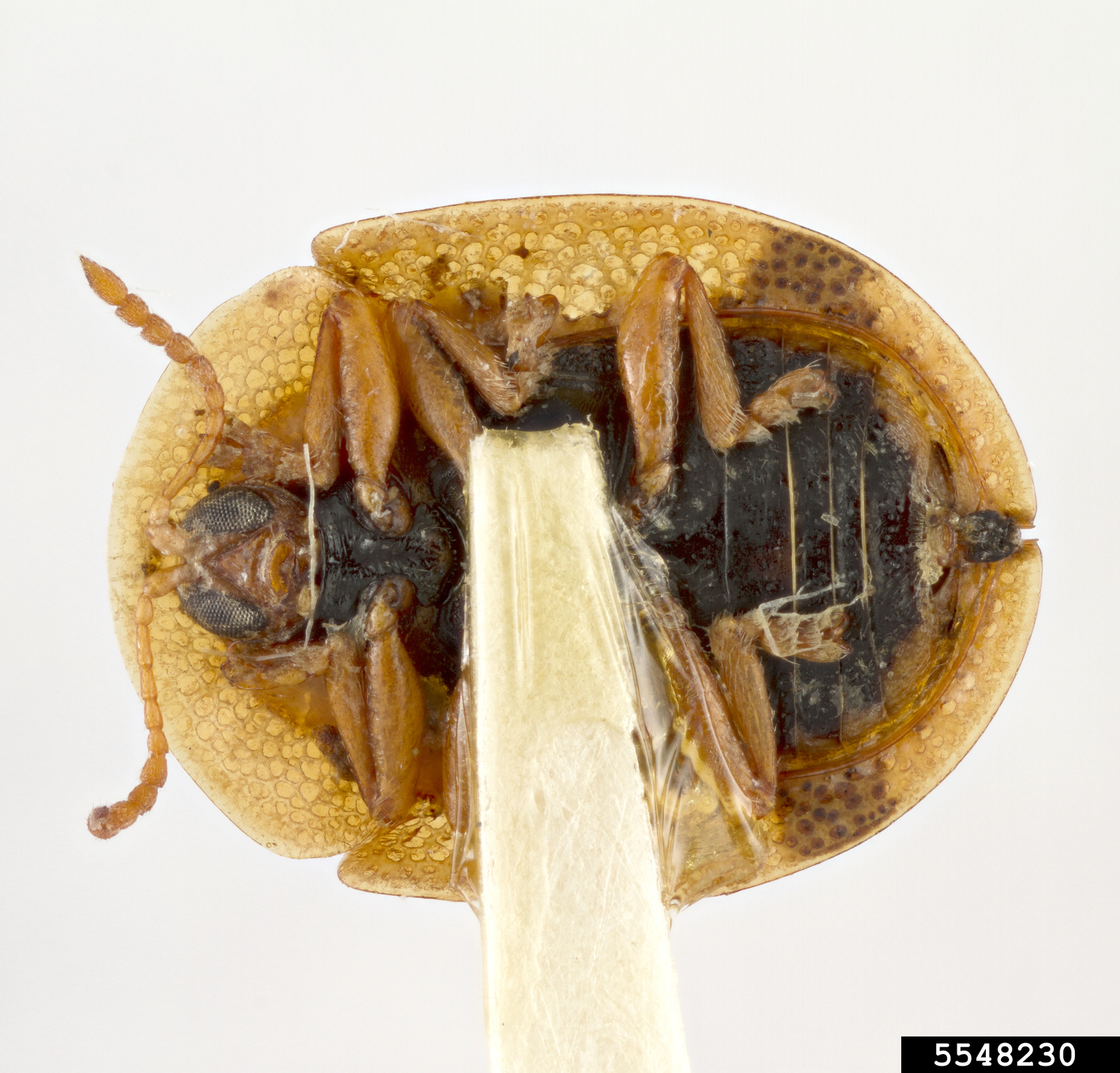 tortoise beetle (Cassida piperata Hope, 1842)
