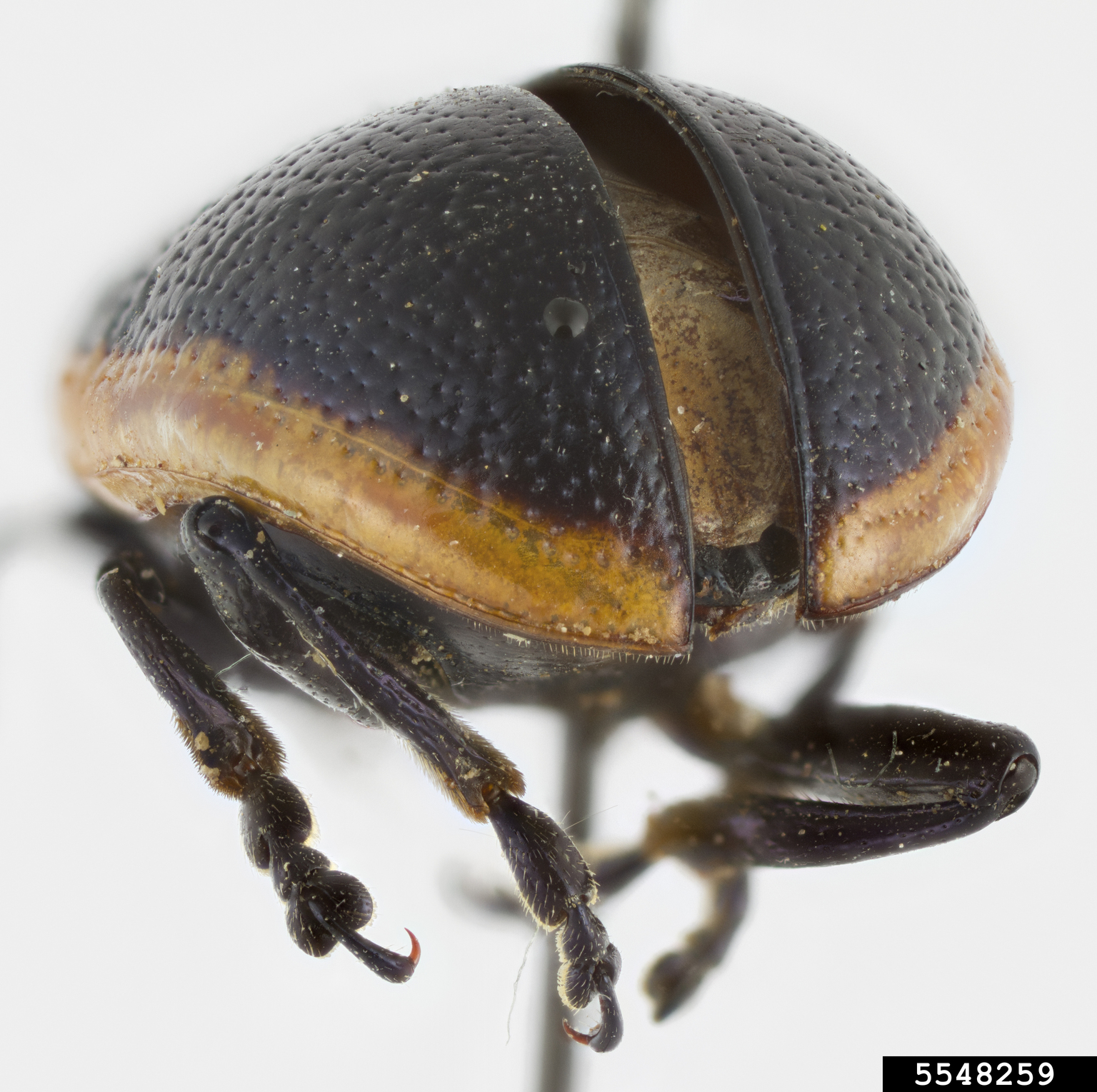 leaf beetle (Chrysolina gypsophila (Kuster, 1845))