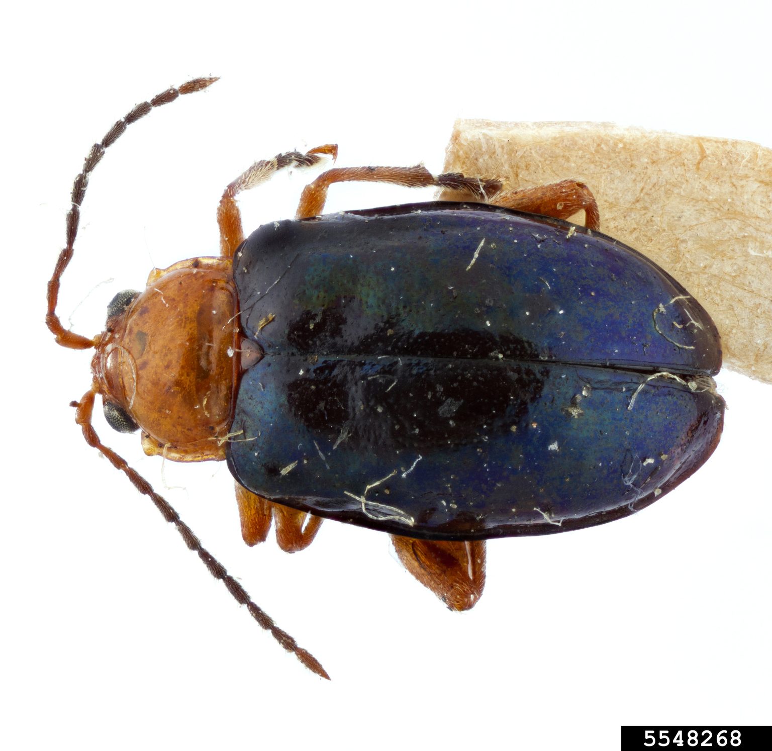 flea beetle (Diphaulaca aulica)