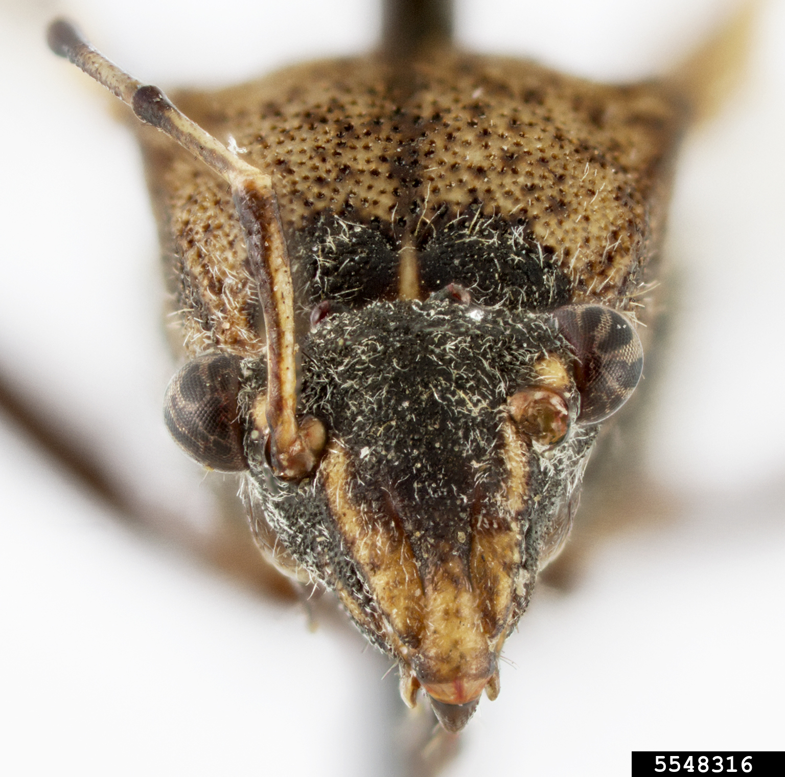 Broad-headed bug (Alydus eurinus)
