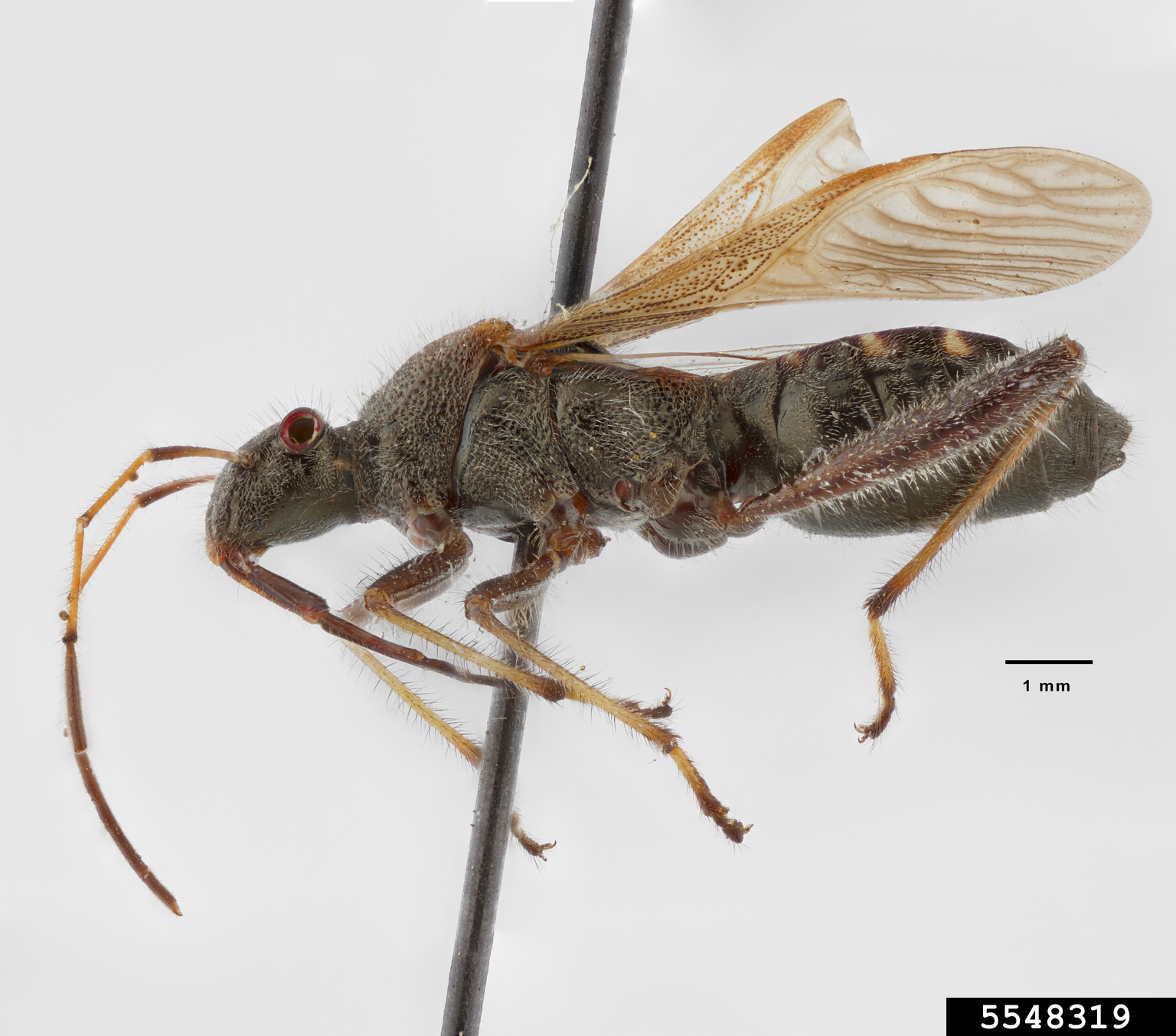 Broad-headed bug (Alydus eurinus)