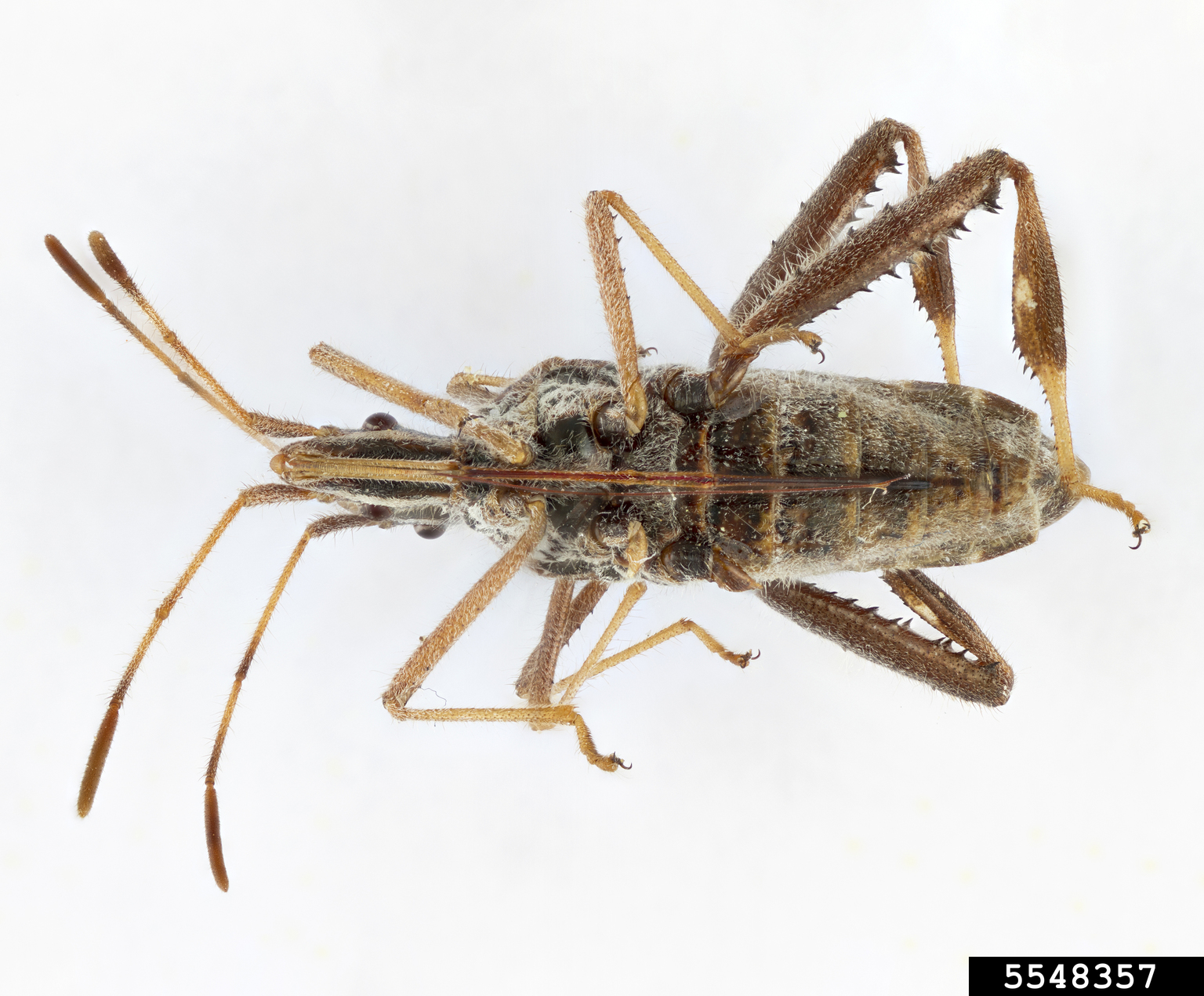 Cactus bug (Narnia pallidicornis Stål)