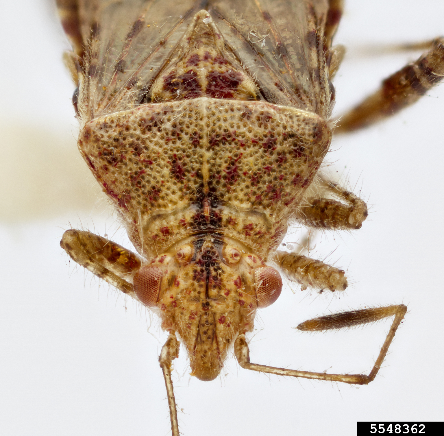 Louisiana scentless plant bug (Niesthrea louisianica)