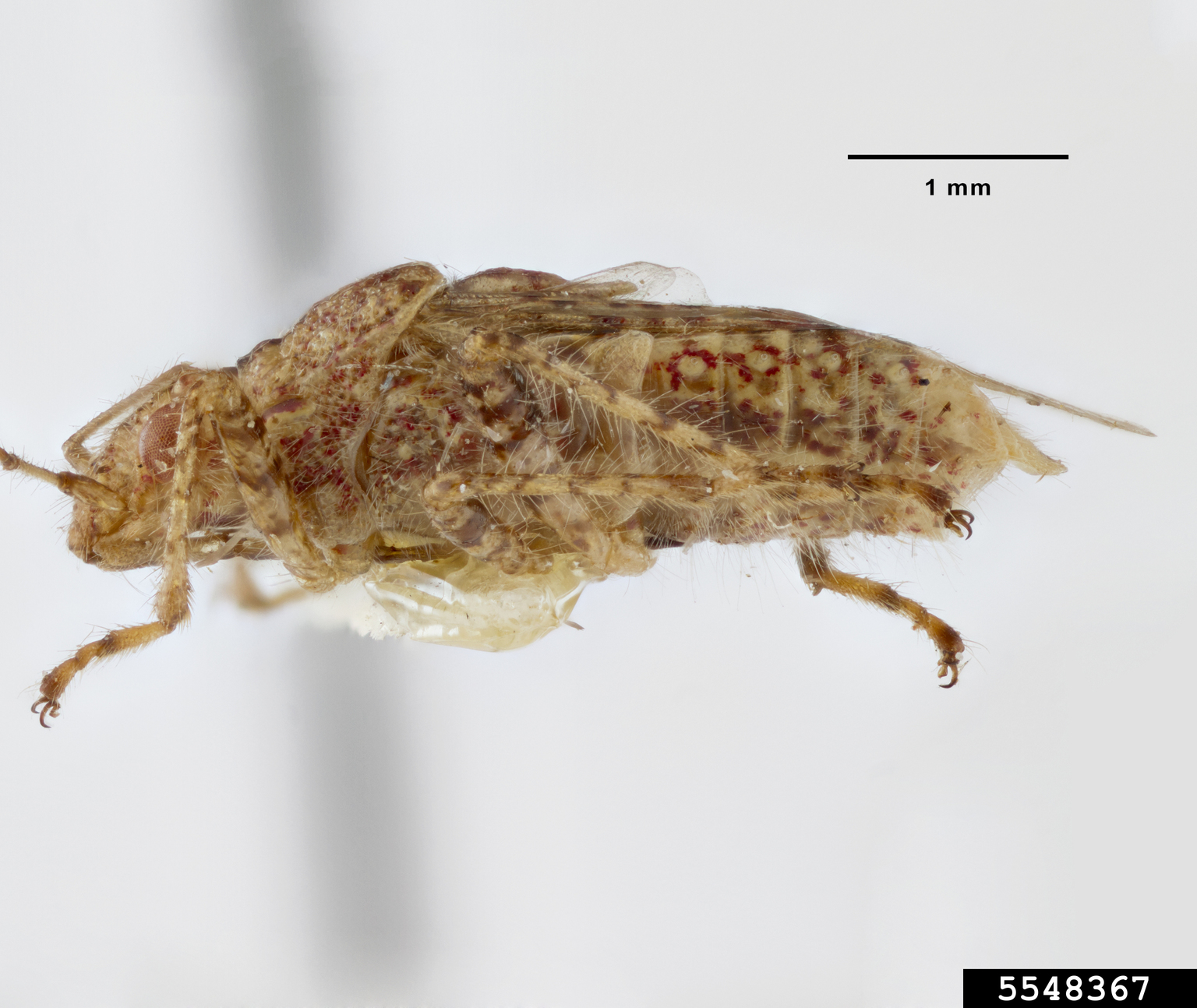 Louisiana scentless plant bug (Niesthrea louisianica Sailer)