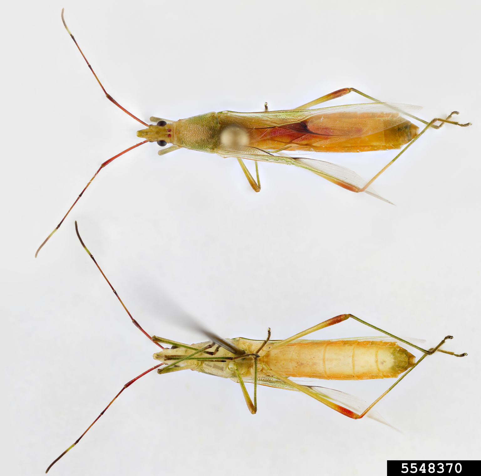 Rice bug (Stenocoris filiformis)