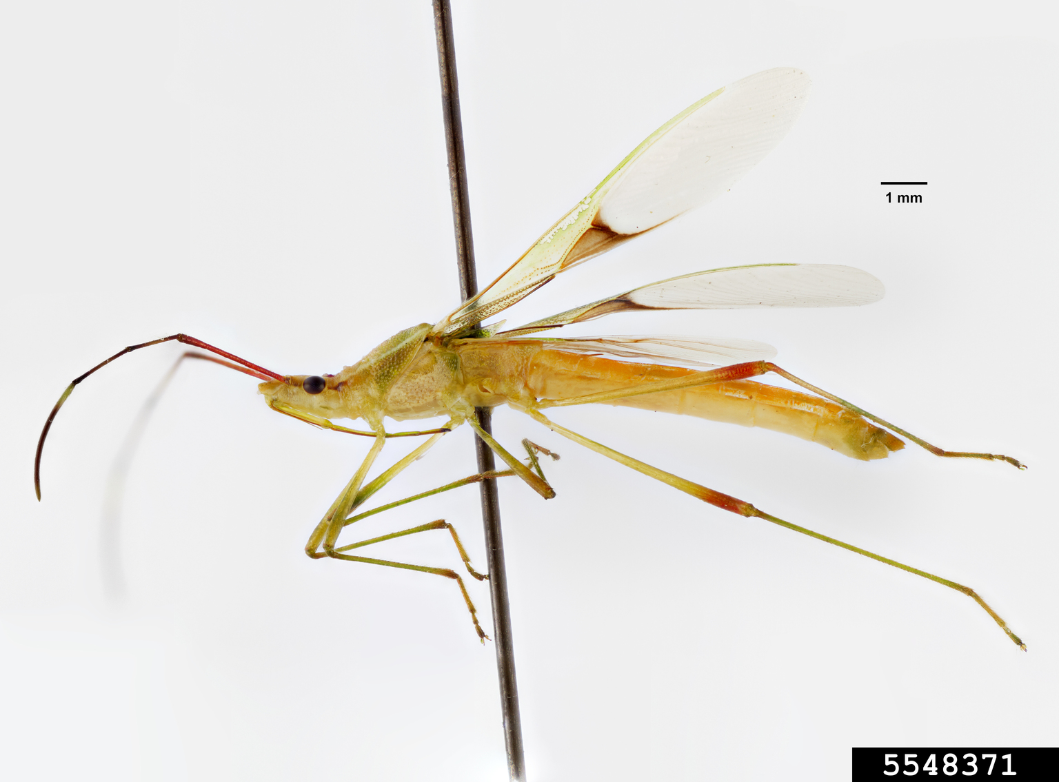 Rice bug (Stenocoris filiformis (Fabricius))