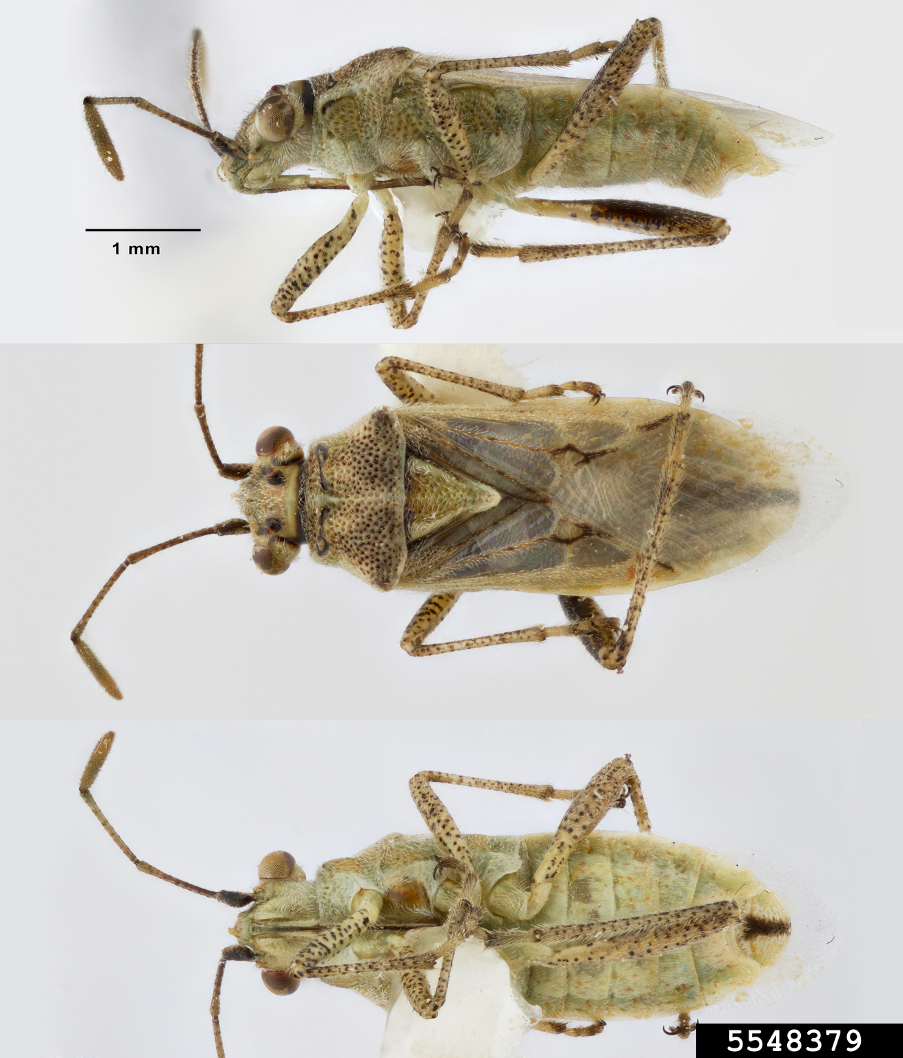 Scentless plant bug, Stictopleurus viridicatus (Hemiptera: Rhopalidae ...