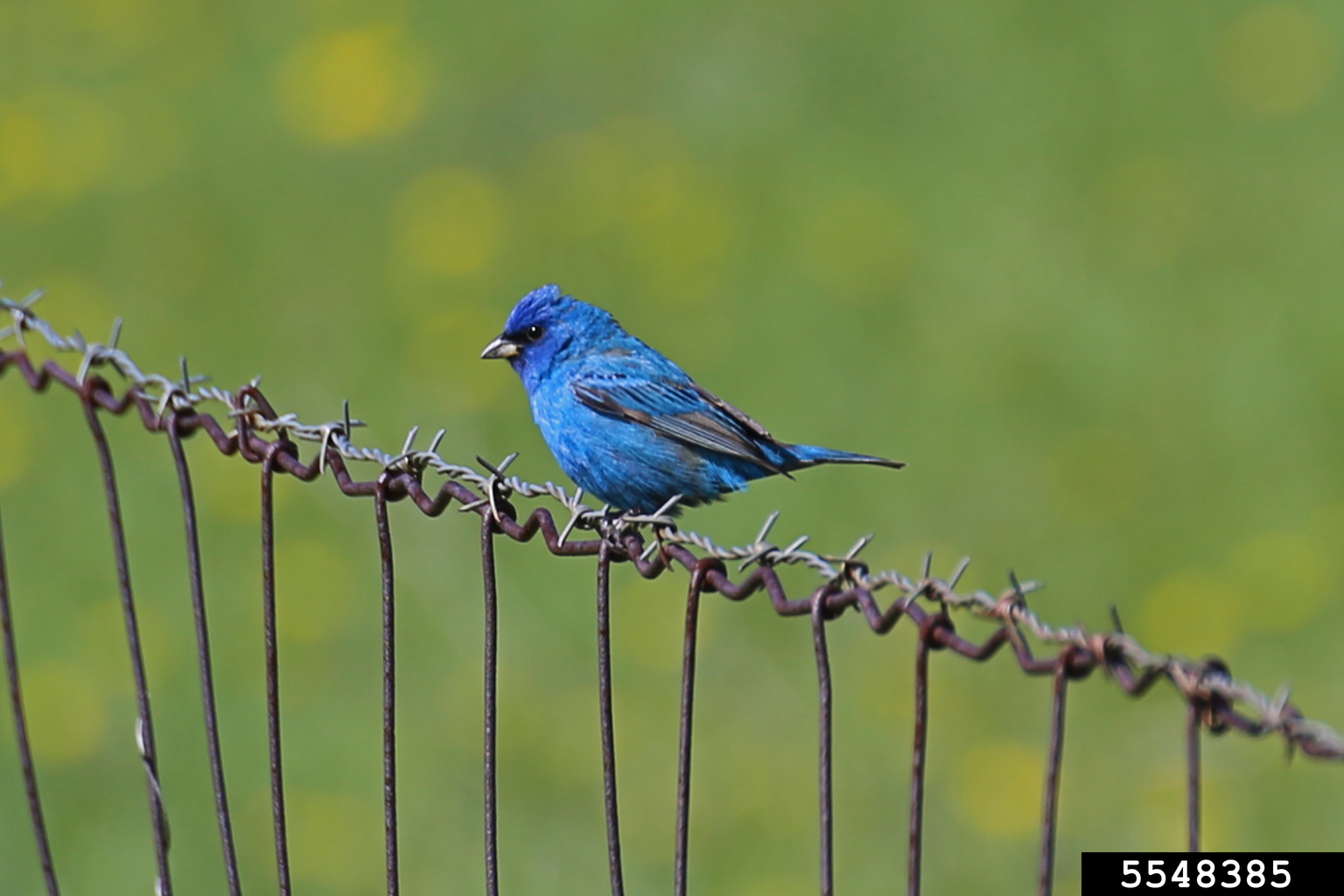 indigo bunting (Passerina cyanea)