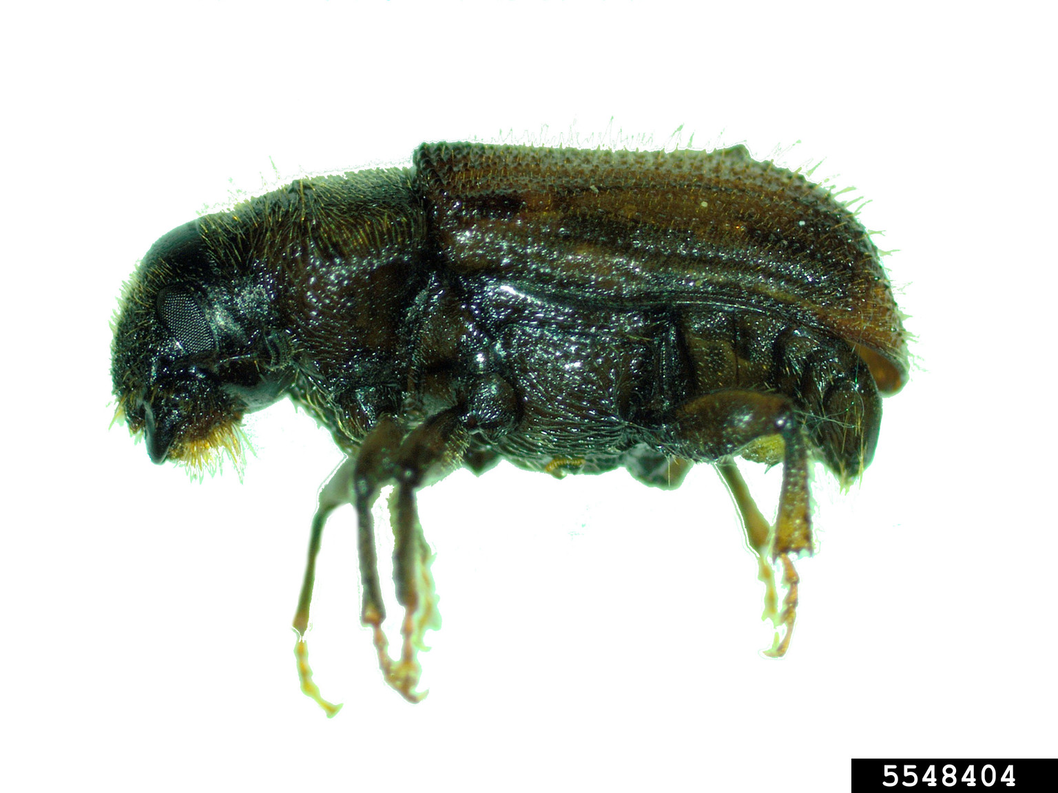 Douglas-fir beetle (Dendroctonus pseudotsugae)