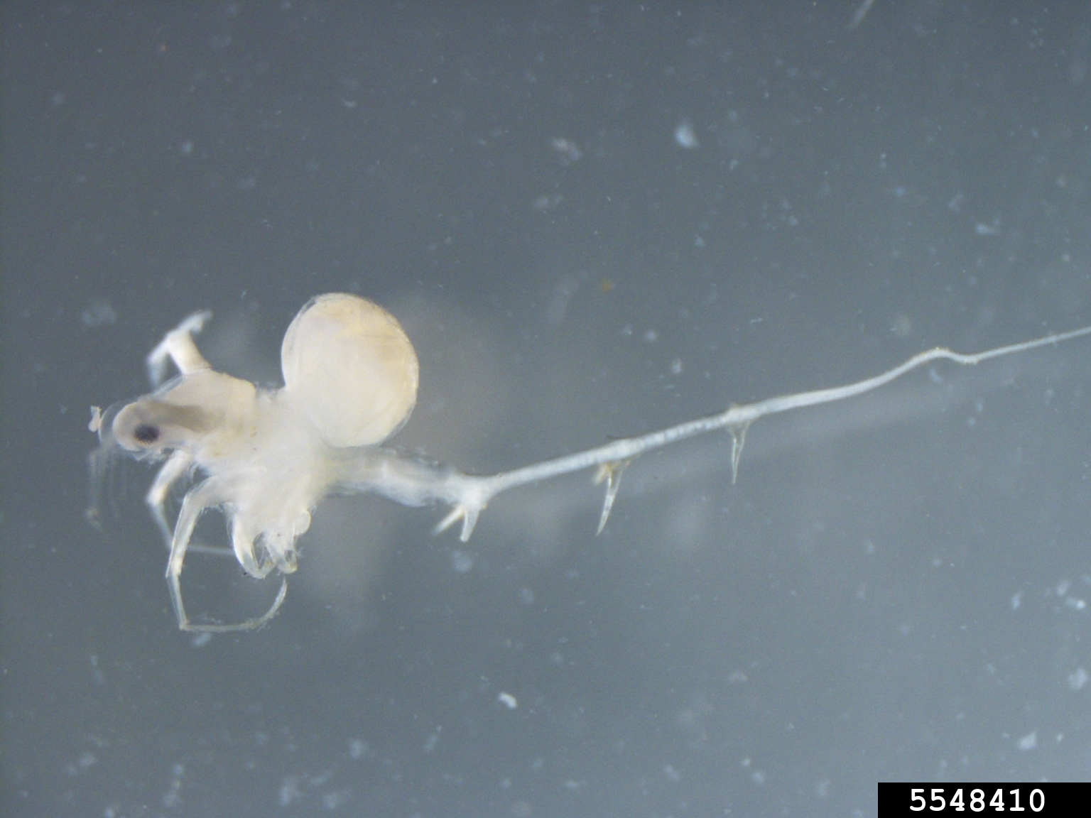 spiny water flea (Bythotrephes cederstroemii Schodler, 1877)