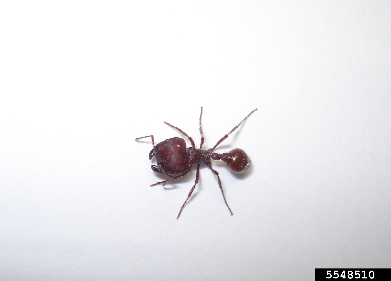 Florida harvester ant (Pogonomyrmex badius (Latreille))