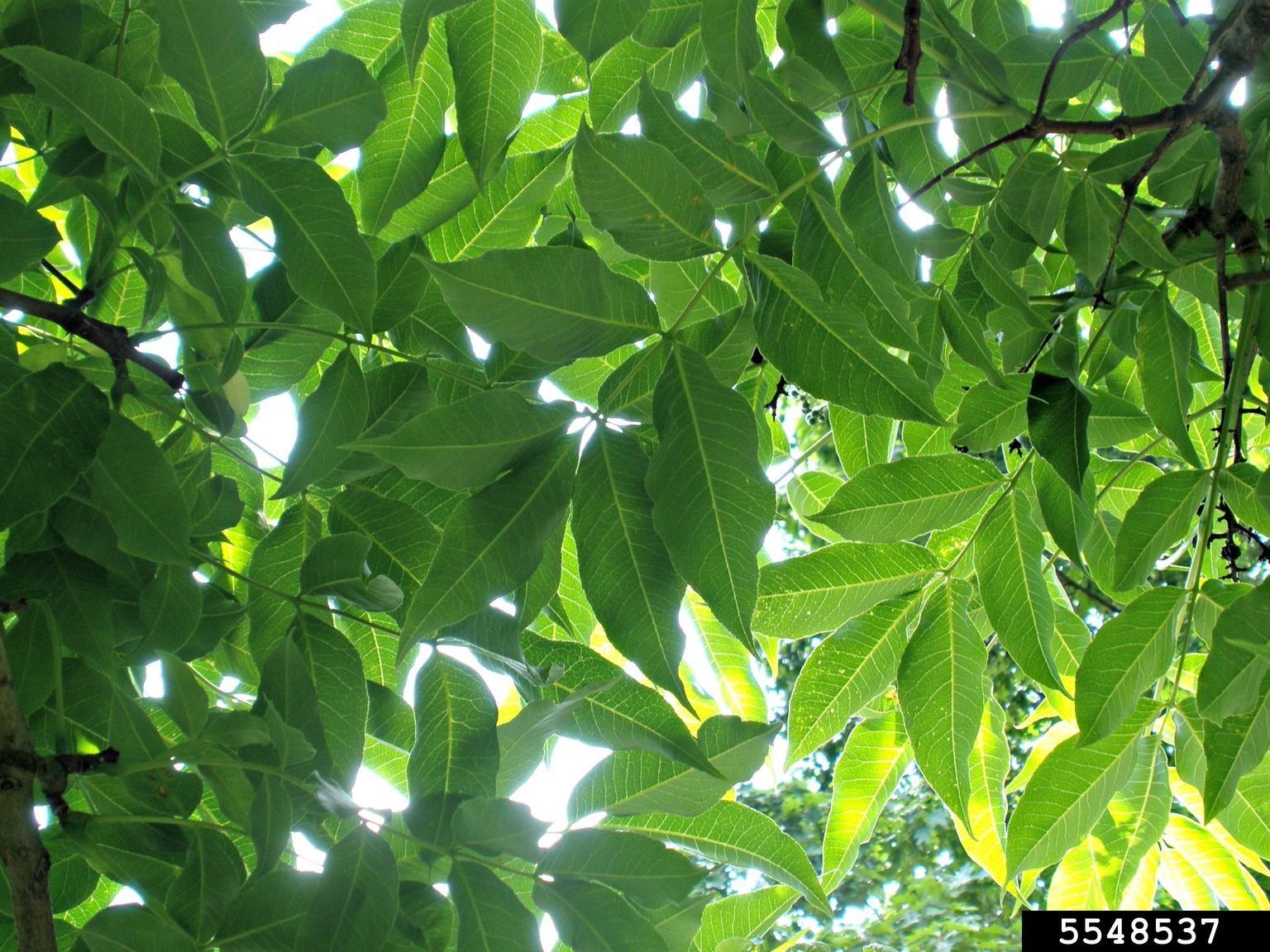 Amur corktree, Phellodendron amurense (Sapindales: Rutaceae) - 5548537