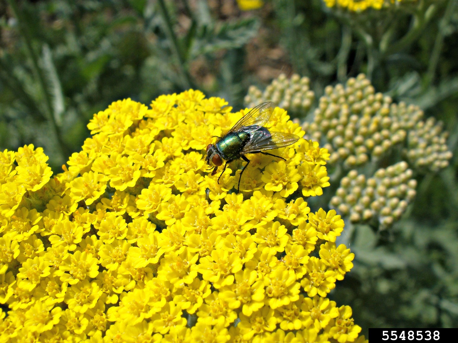 common yarrow (Achillea millefolium L.)