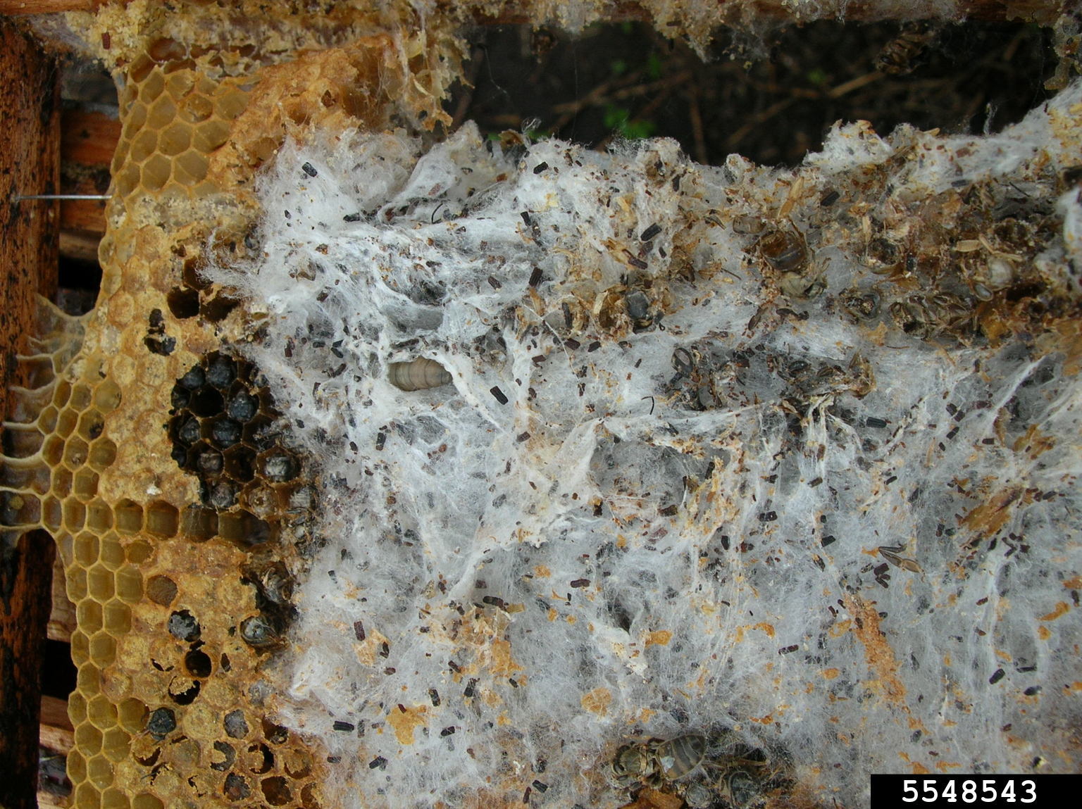 greater wax moth (Galleria mellonella)