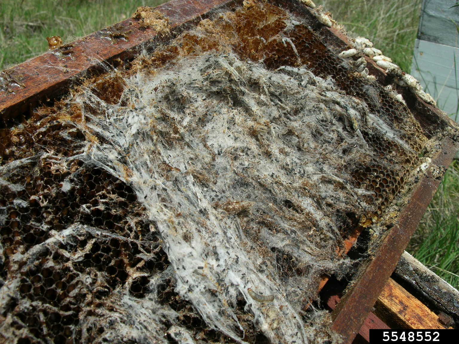 greater wax moth (Galleria mellonella)
