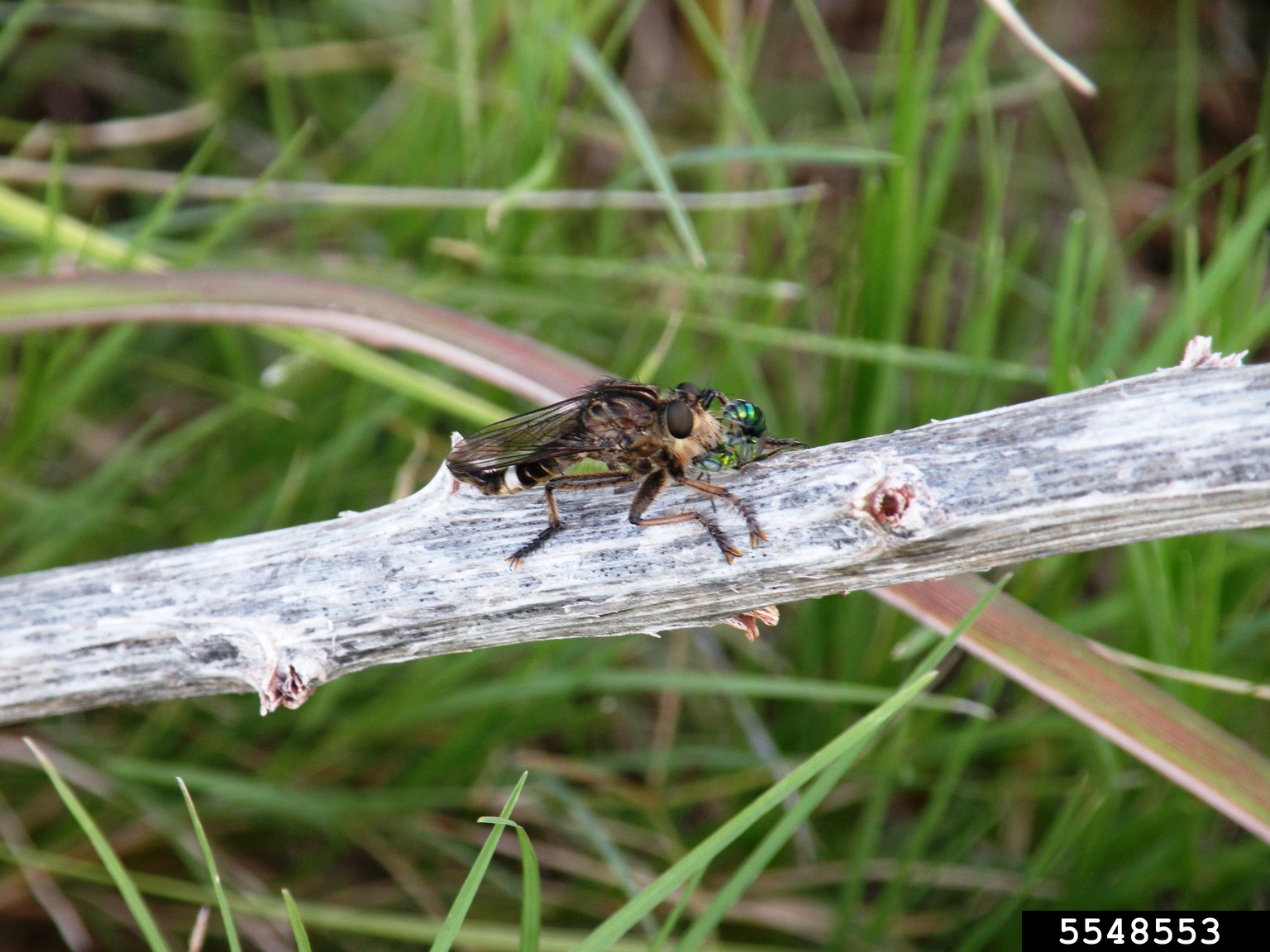 robber fly (Genus Mallophora Macquart 1834)
