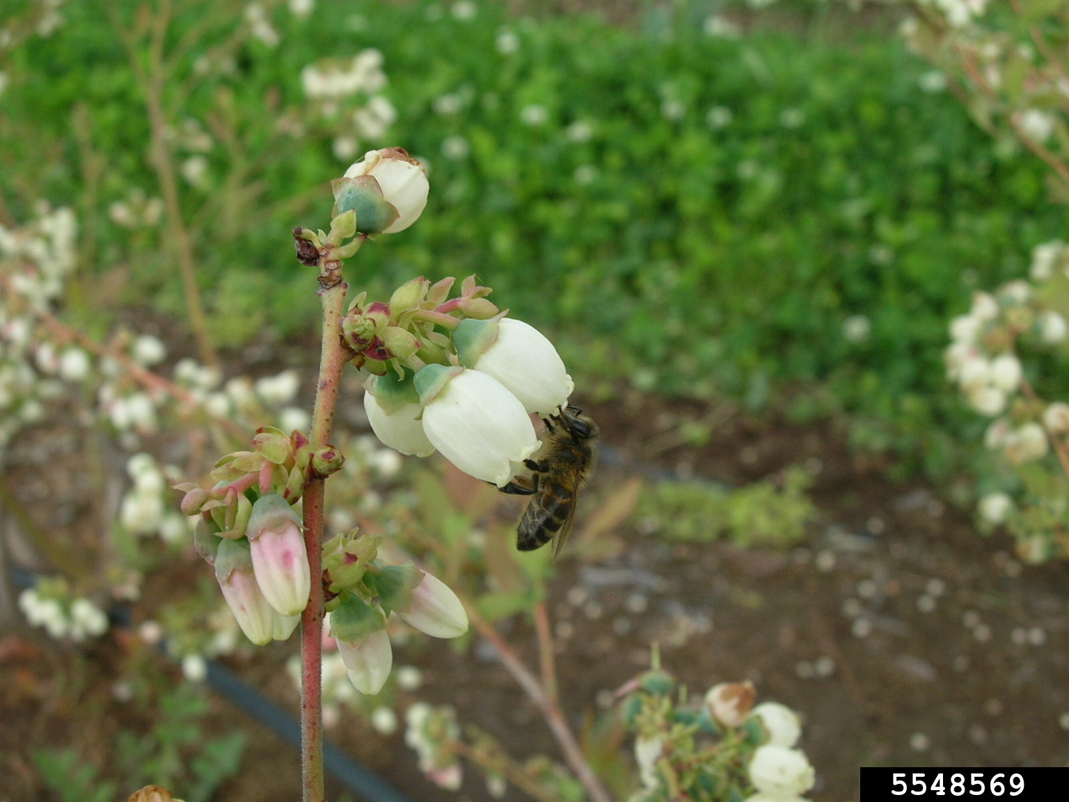honey bee (Apis mellifera)