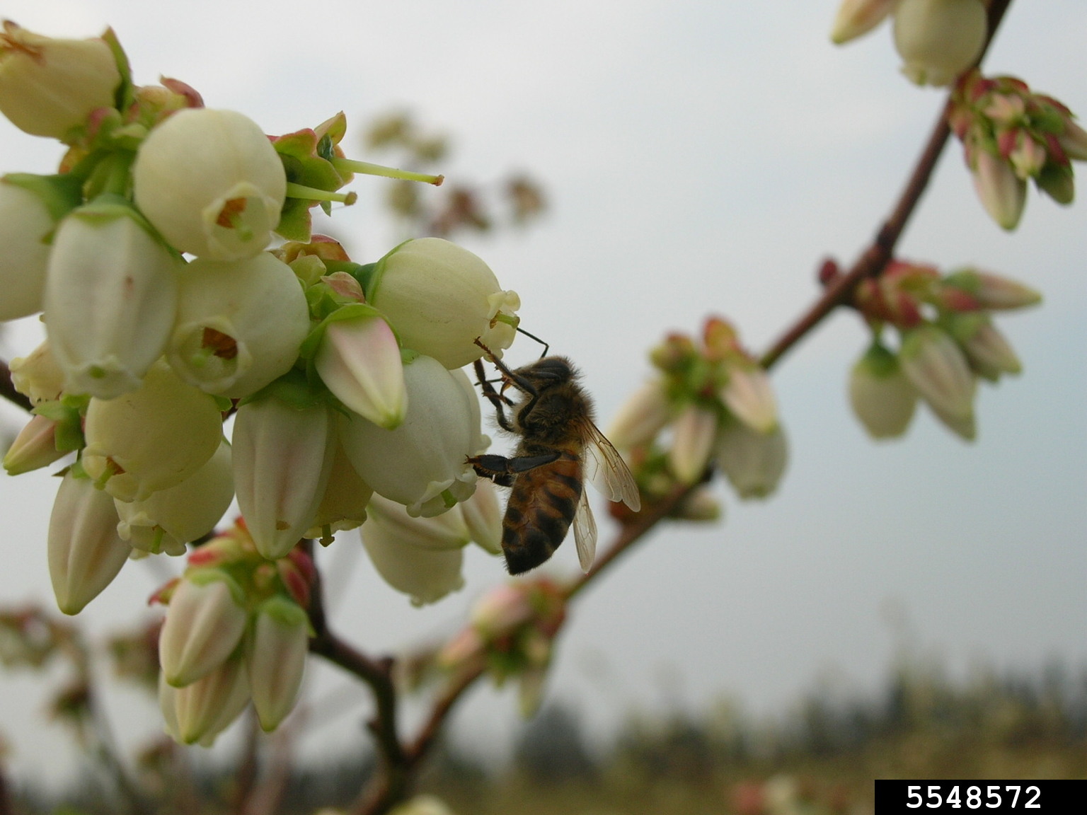 honey bee (Apis mellifera)