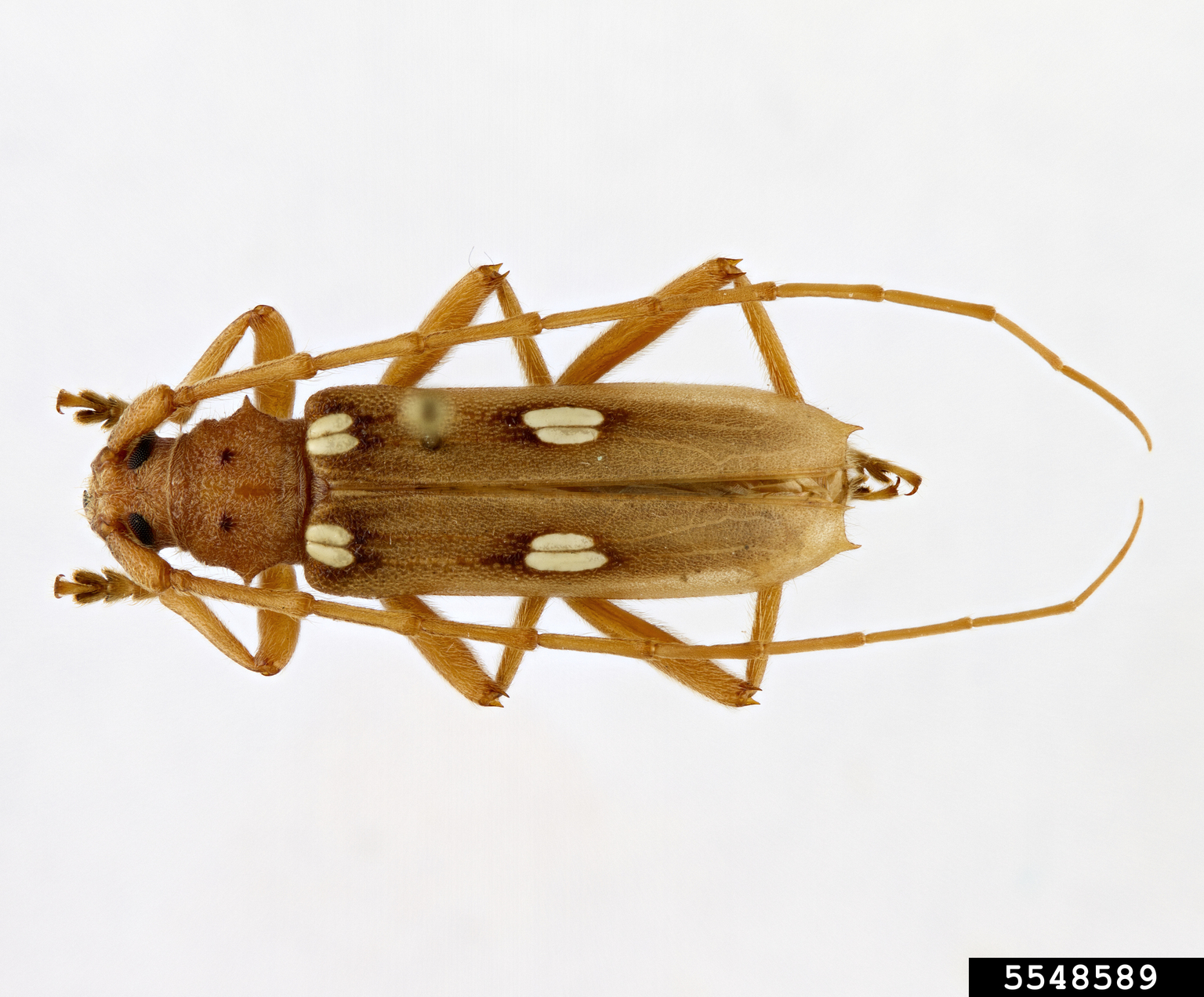 Ivory-marked beetle, Eburia quadrigeminata (Coleoptera: Cerambycidae ...
