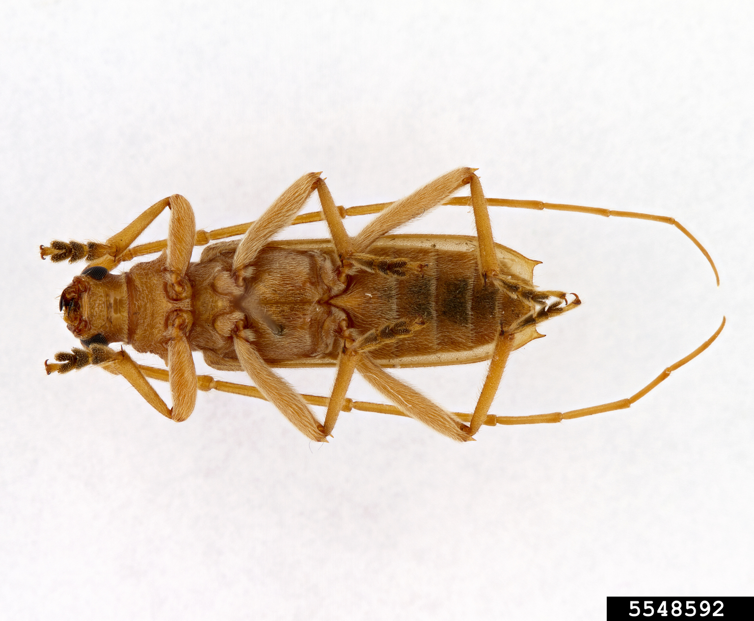 Ivory-marked beetle (Eburia quadrigeminata)