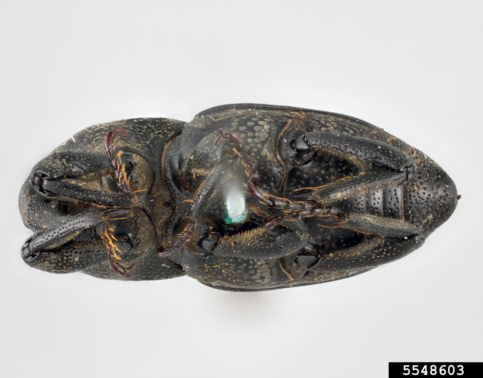 beetle (Sphenophorus germari Horn)