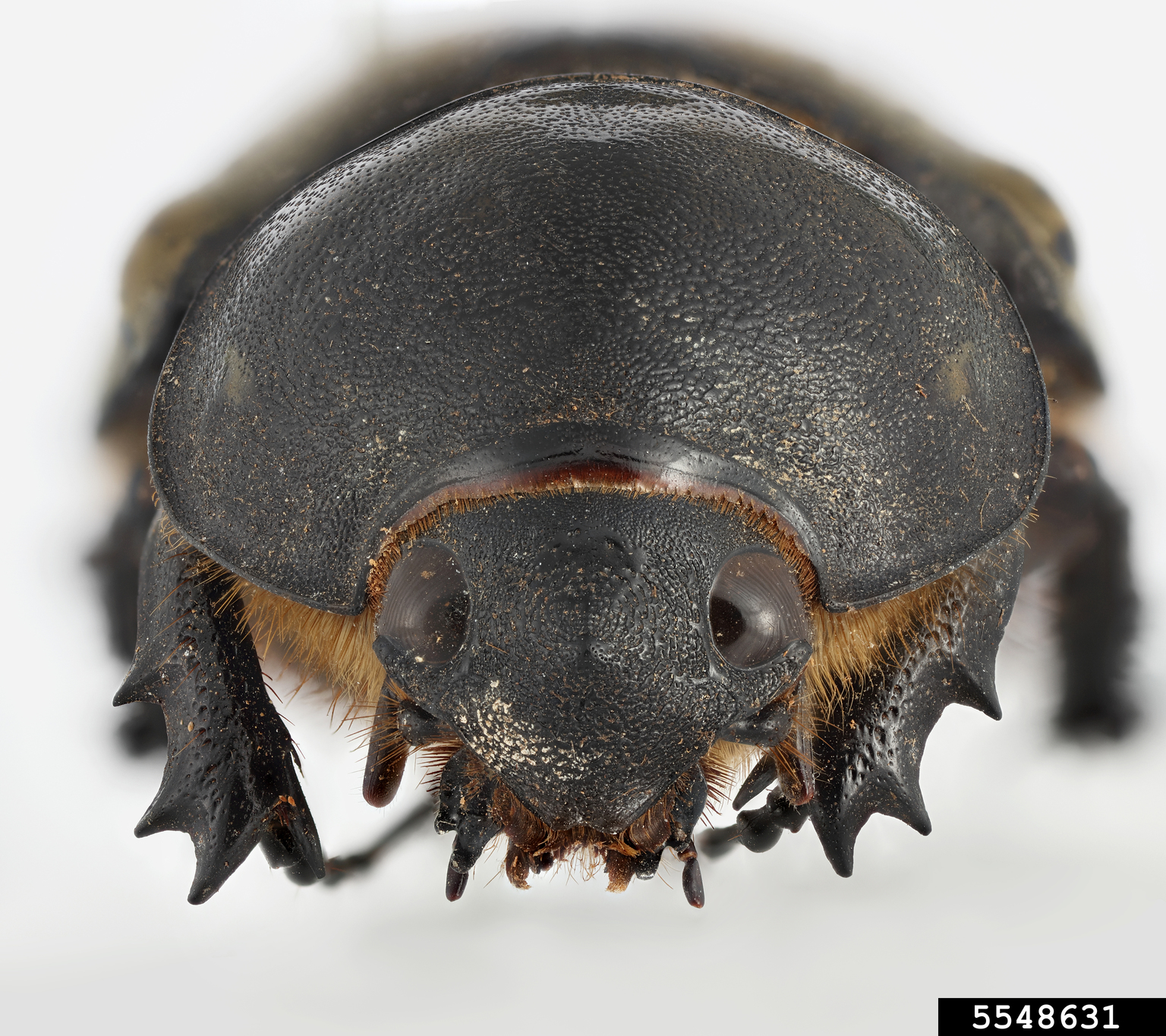Hercules beetle (Dynastes hyllus Chevrolat)