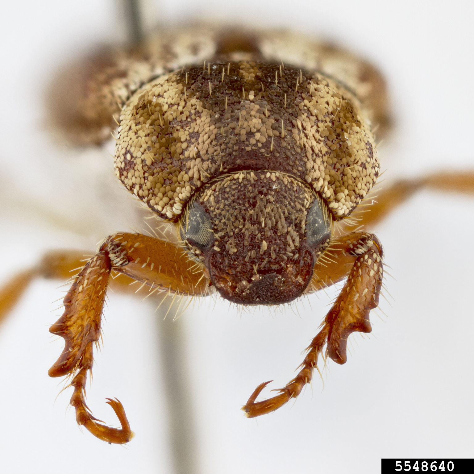 monkey beetle (Hoplia argyritis Bates)
