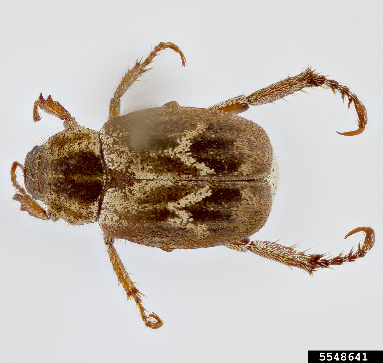 monkey beetle (Hoplia argyritis Bates)