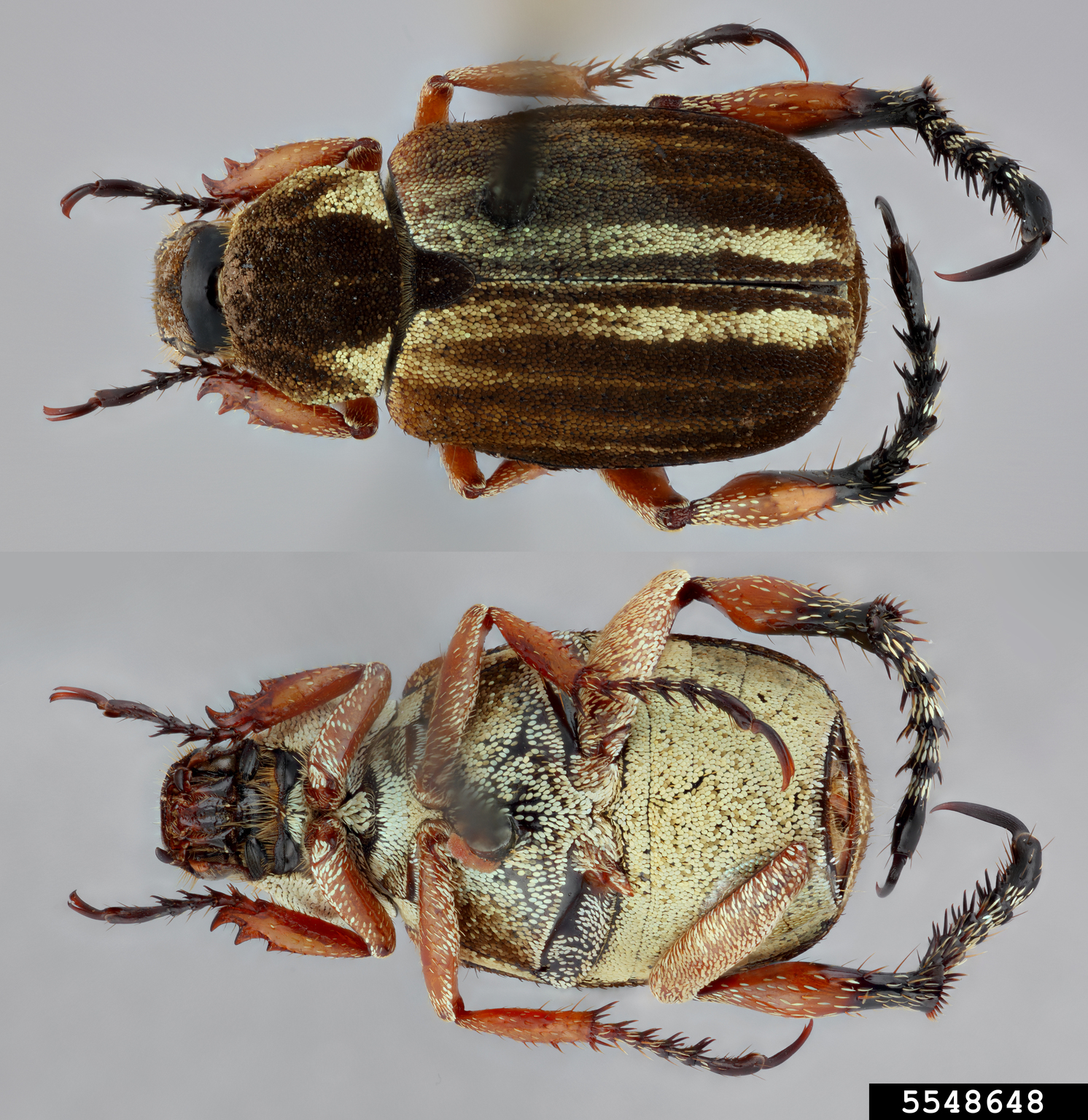 monkey beetle (Hoplia surata)