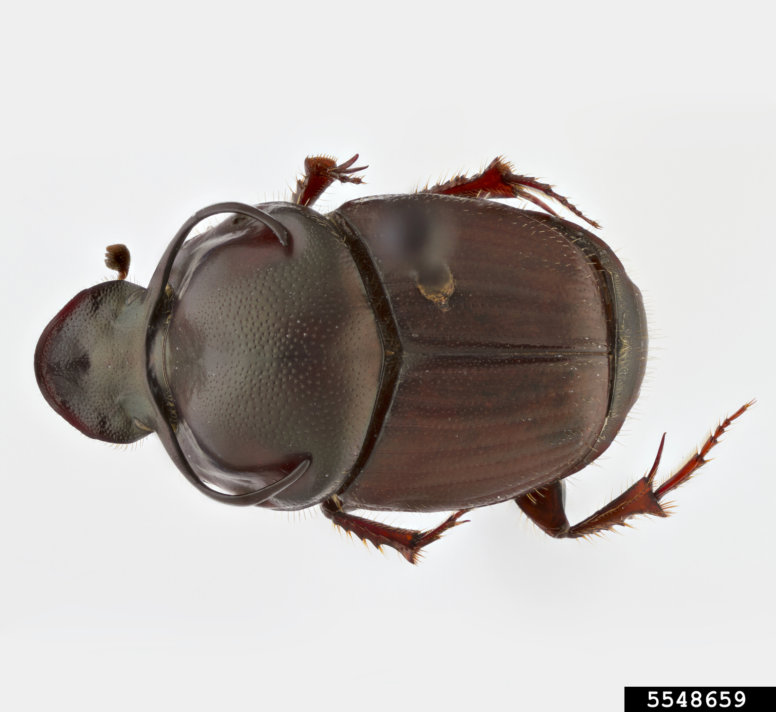bull-headed dung beetle (Onthophagus taurus (Schreber, 1759))