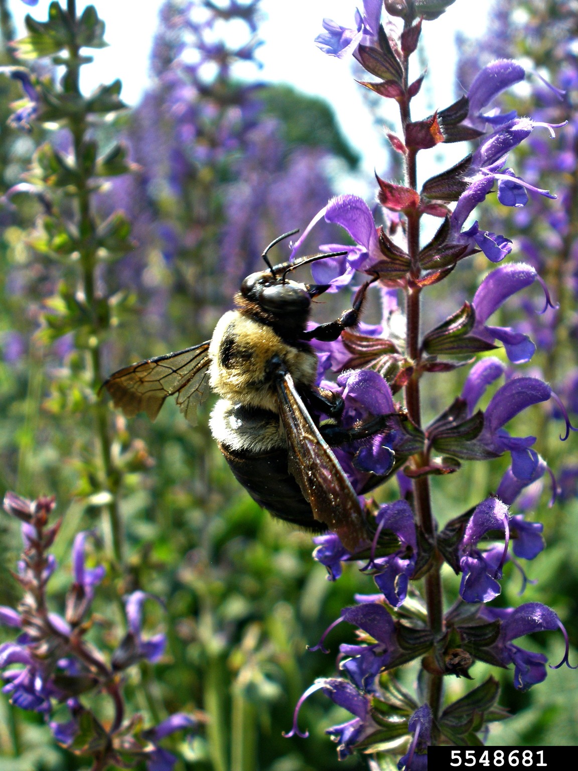 carpenter bee (Xylocopa virginica (Linnaeus))