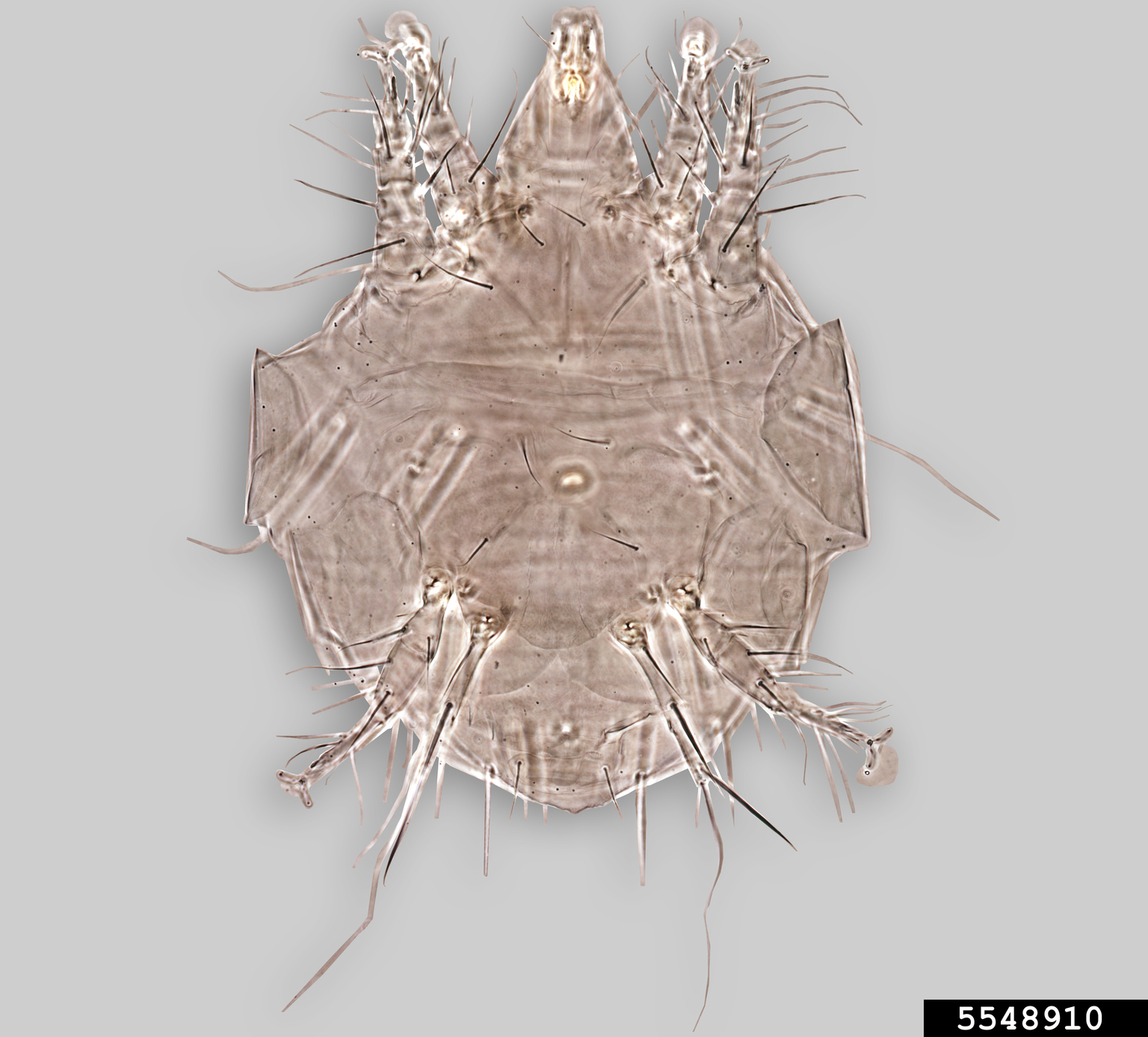 Tarsonemid mite (Genus Tarsonemus)