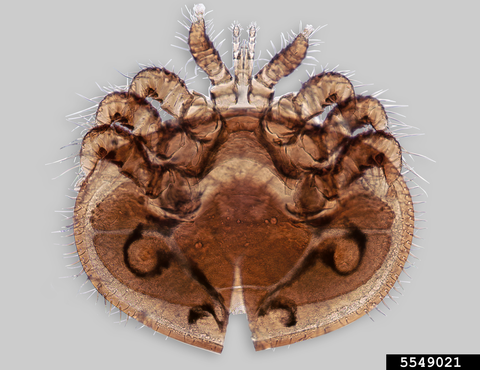 honey bee varroa mite (Varroa destructor)