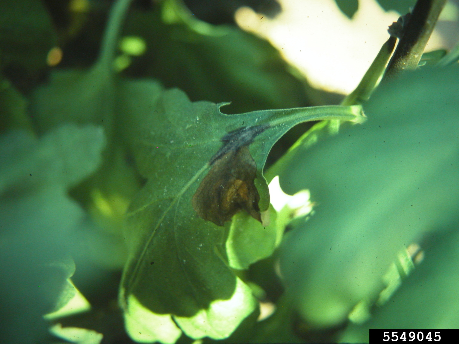 ray (flower) blight of chrysanthemum (Didymella ligulicola (K.F. Baker ...