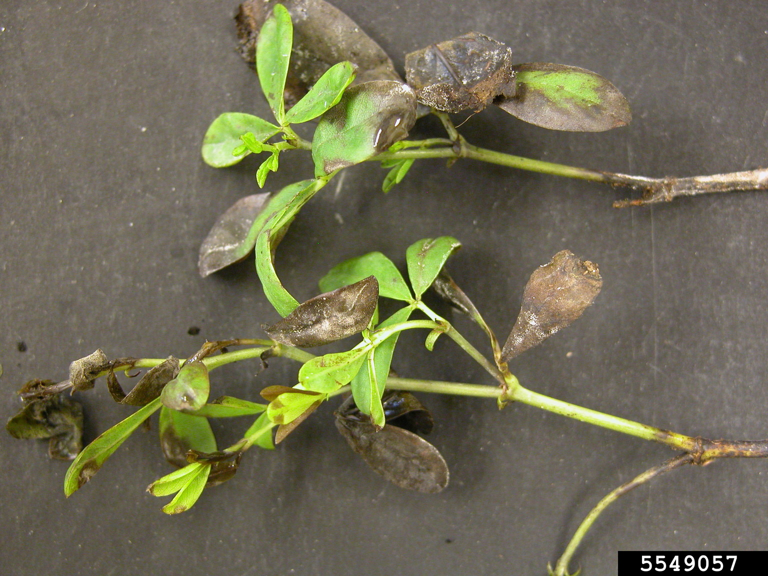 Cylindrocladium root diseases (Genus Cylindrocladium Morgan)