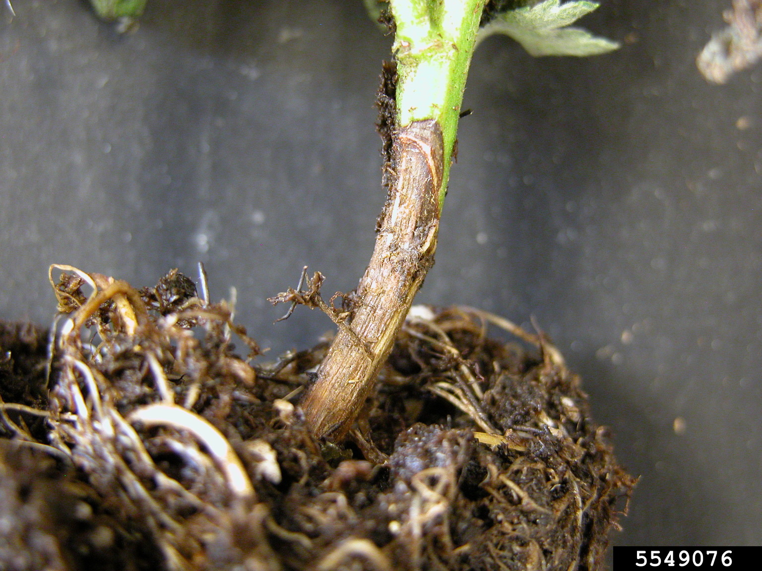 Rhizoctonia damping-off, blight and rot (Rhizoctonia solani J.G. Kühn)
