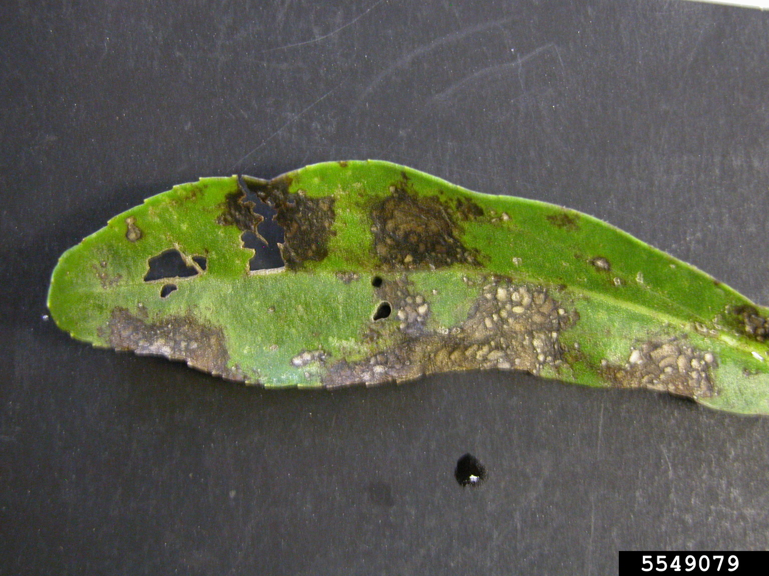 Septoria leaf spot (Septoria leucanthemi Sacc. & Speg. 1878)